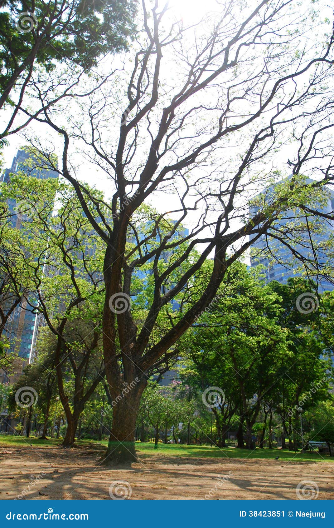 Branch with Building Background Stock Image - Image of nature, history ...