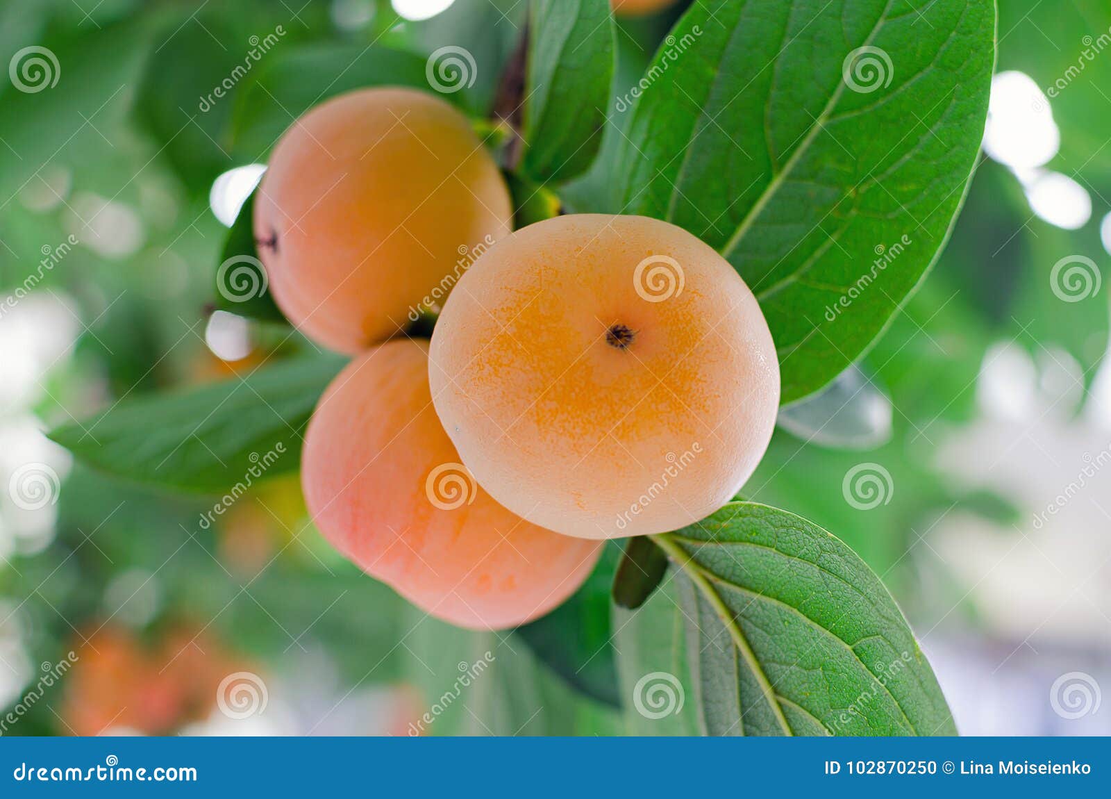 Branch with a Bunch of Ripe Persimmon on Tree. Stock Photo - Image of ...