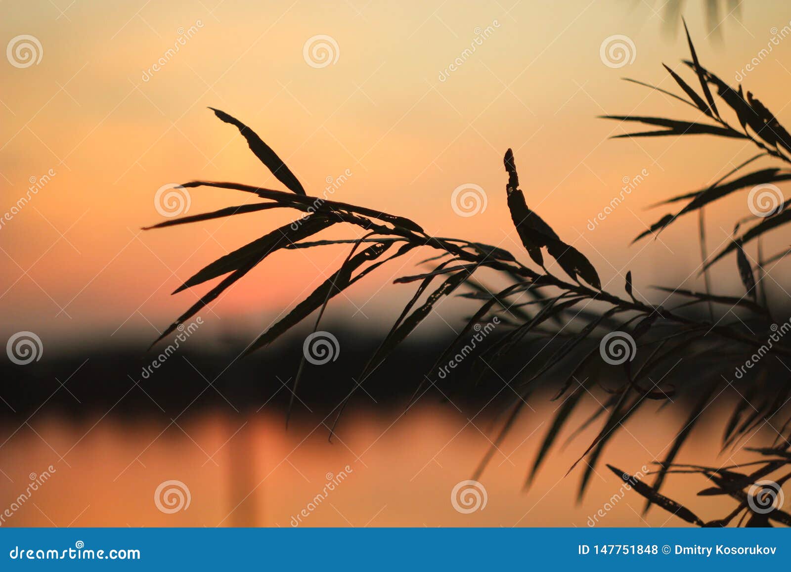 Branch of a Bush on the Background of Sunset Stock Photo - Image of ...