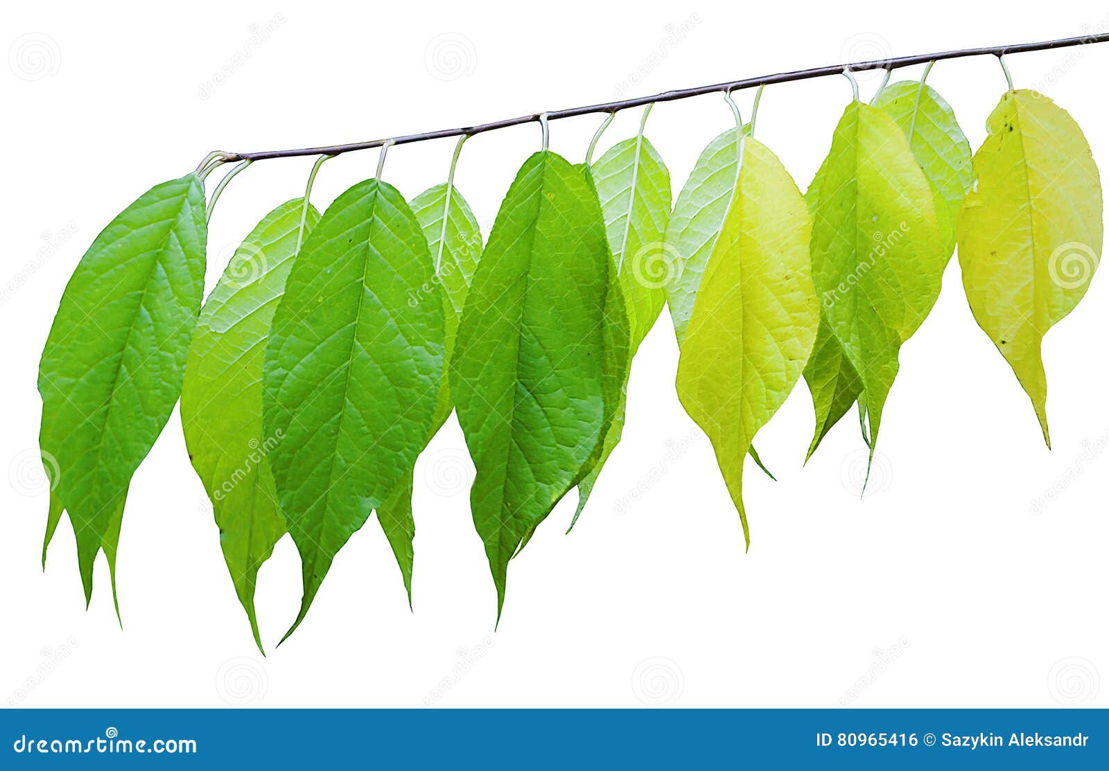 The Branch of a Bush with Dangling Colored Leaves Stock Photo - Image ...