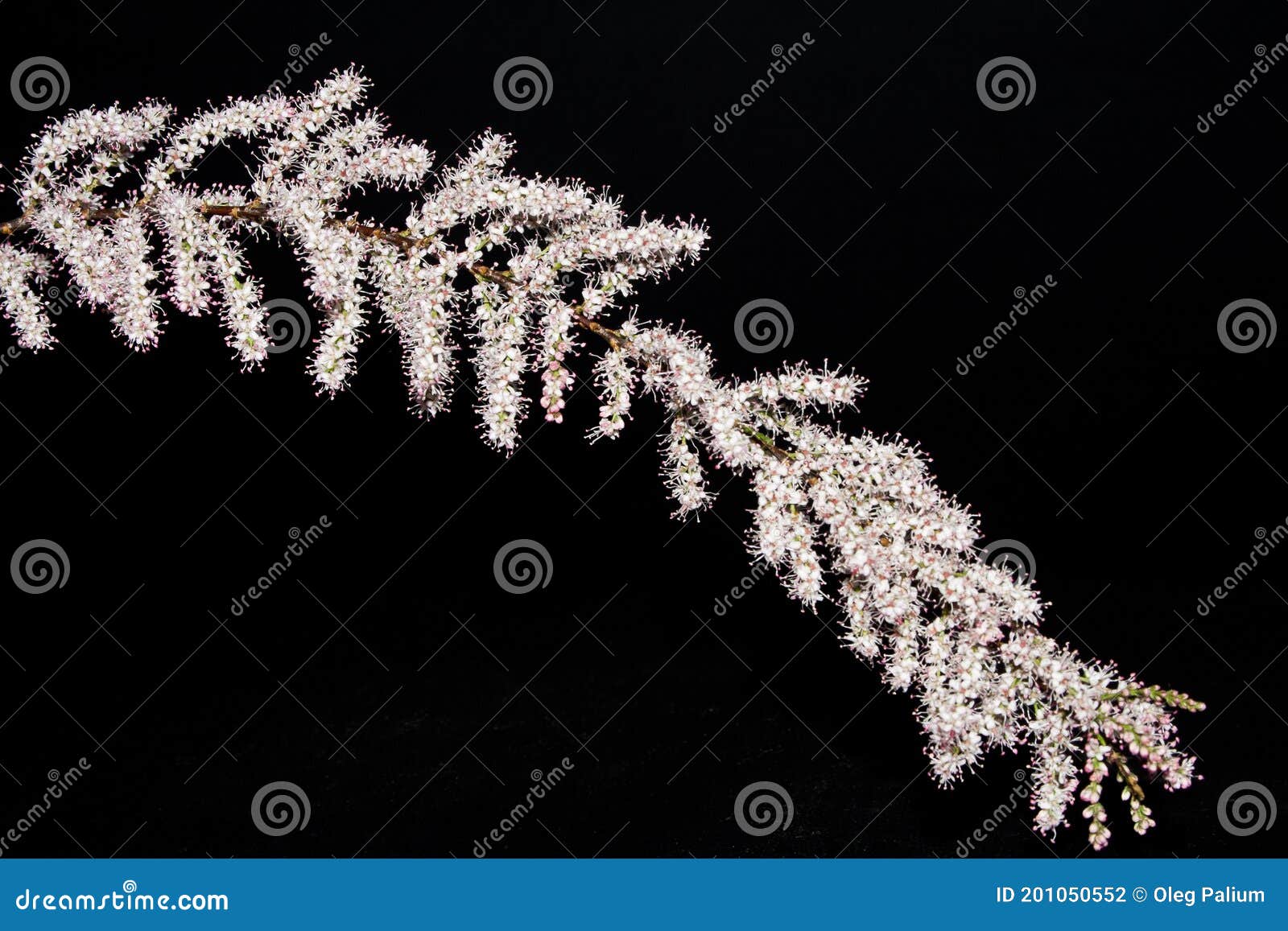 Branch of a Bush Isolated on a Black Background Stock Photo - Image of ...
