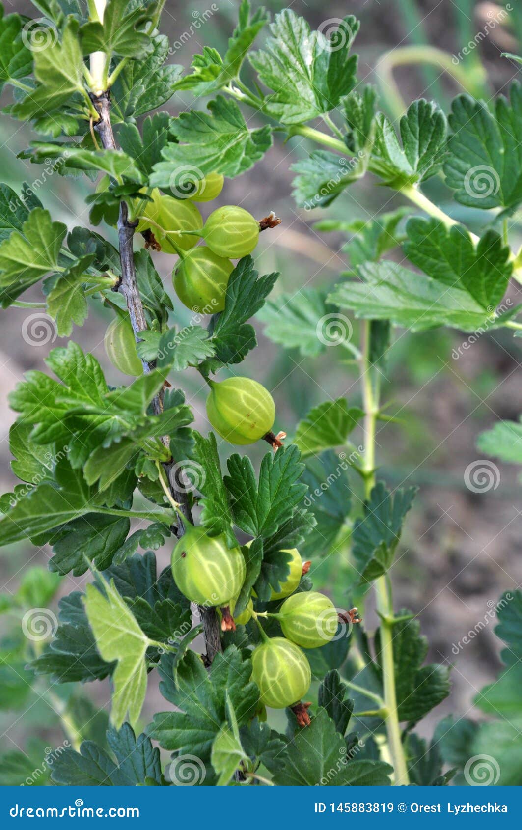 On the Branch of the Bush Ripe Gooseberries Stock Image - Image of food ...
