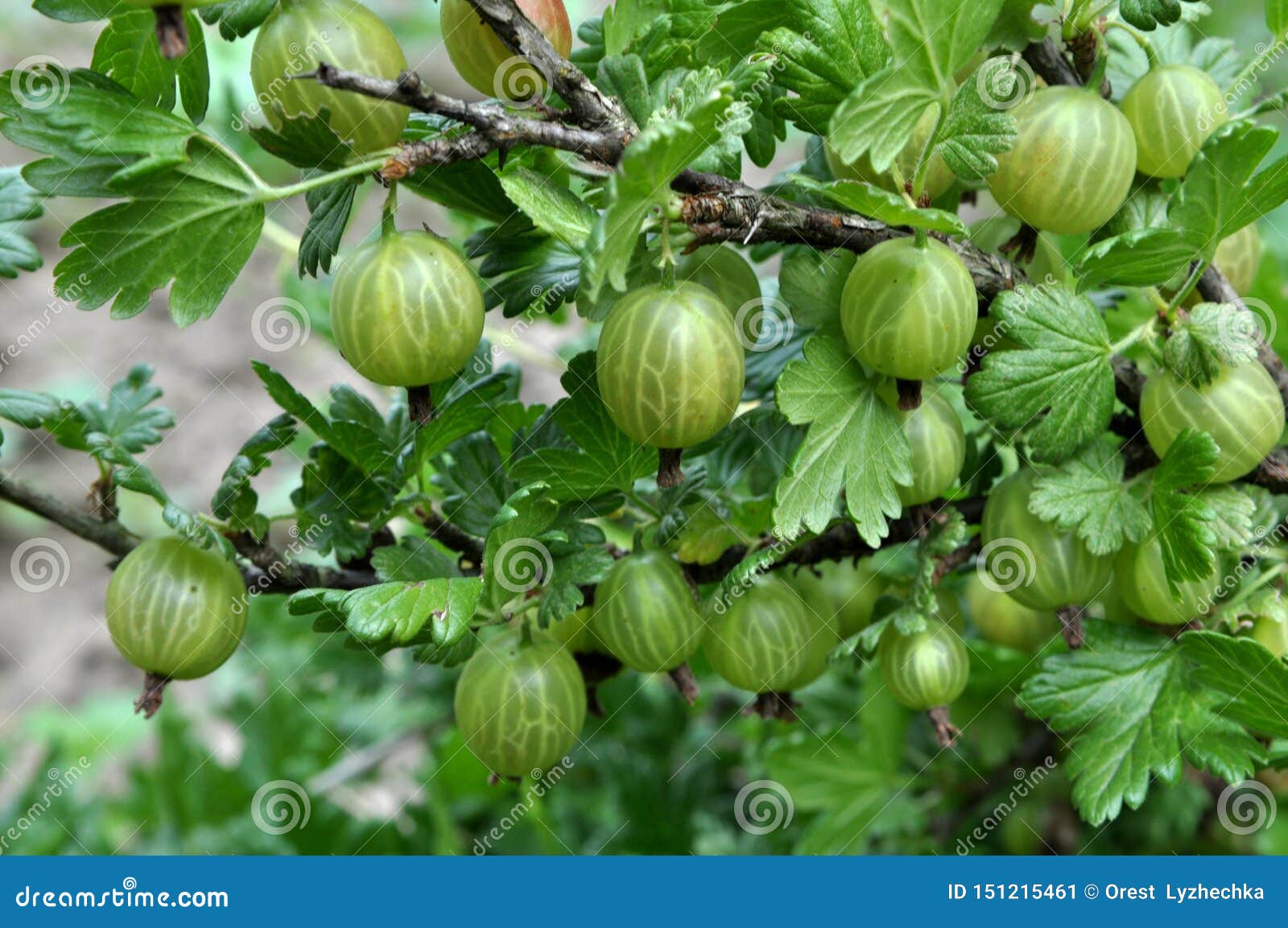 On the Branch of the Bush Ripe Gooseberries Stock Image - Image of ...