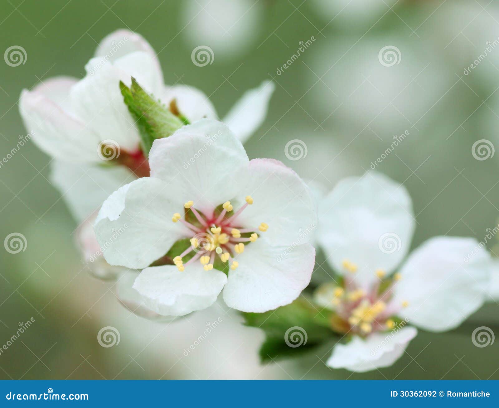Branch of bush at spring stock photo. Image of leaves - 30362092