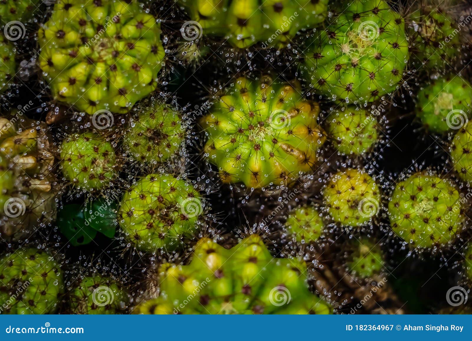 Branch of Cactus with Water Bubbles Free Stock Image Stock Image ...