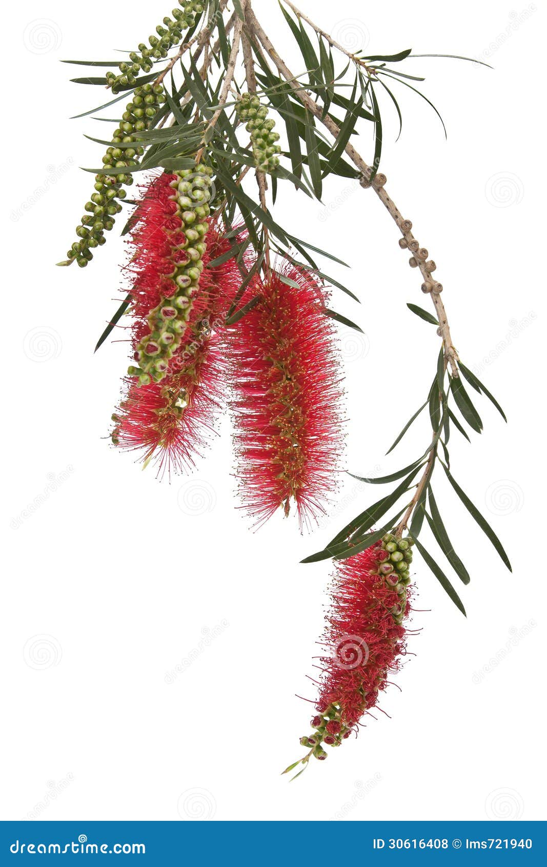 Callistemon Viminalis Weeping Bottlebrush Flowers Stock Image ...