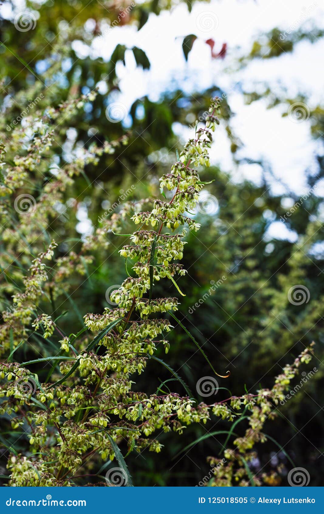 Branch of Cannabis and Marijuana. Ganja, Hemp Beautiful Tree. Stock ...