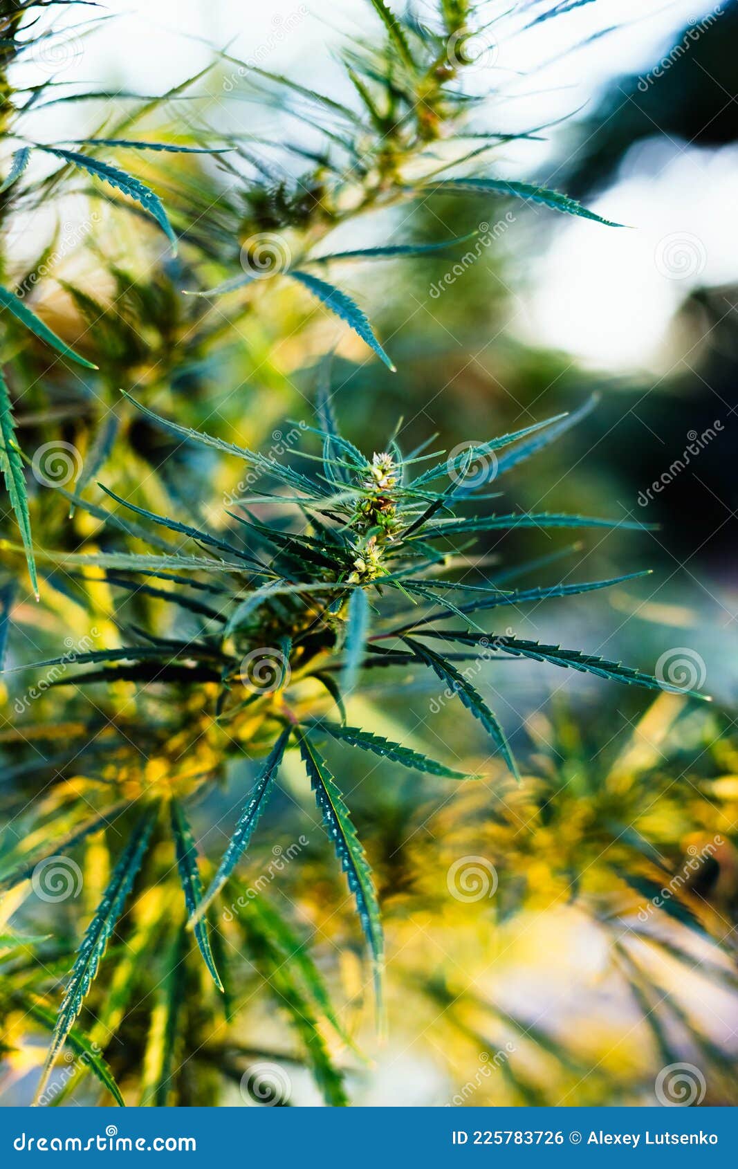 Branch of Cannabis and Marijuana. Ganja, Hemp Beautiful Tree Stock ...
