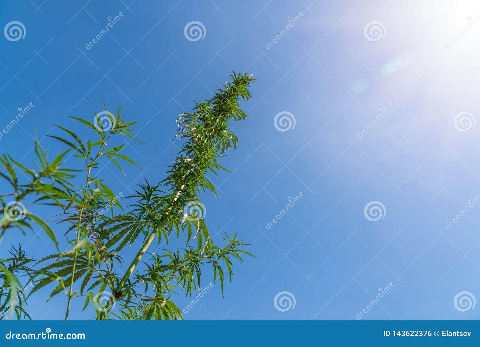 Branch of Cannabis Plant with Buds on Grey-blue Background Stock Photo ...