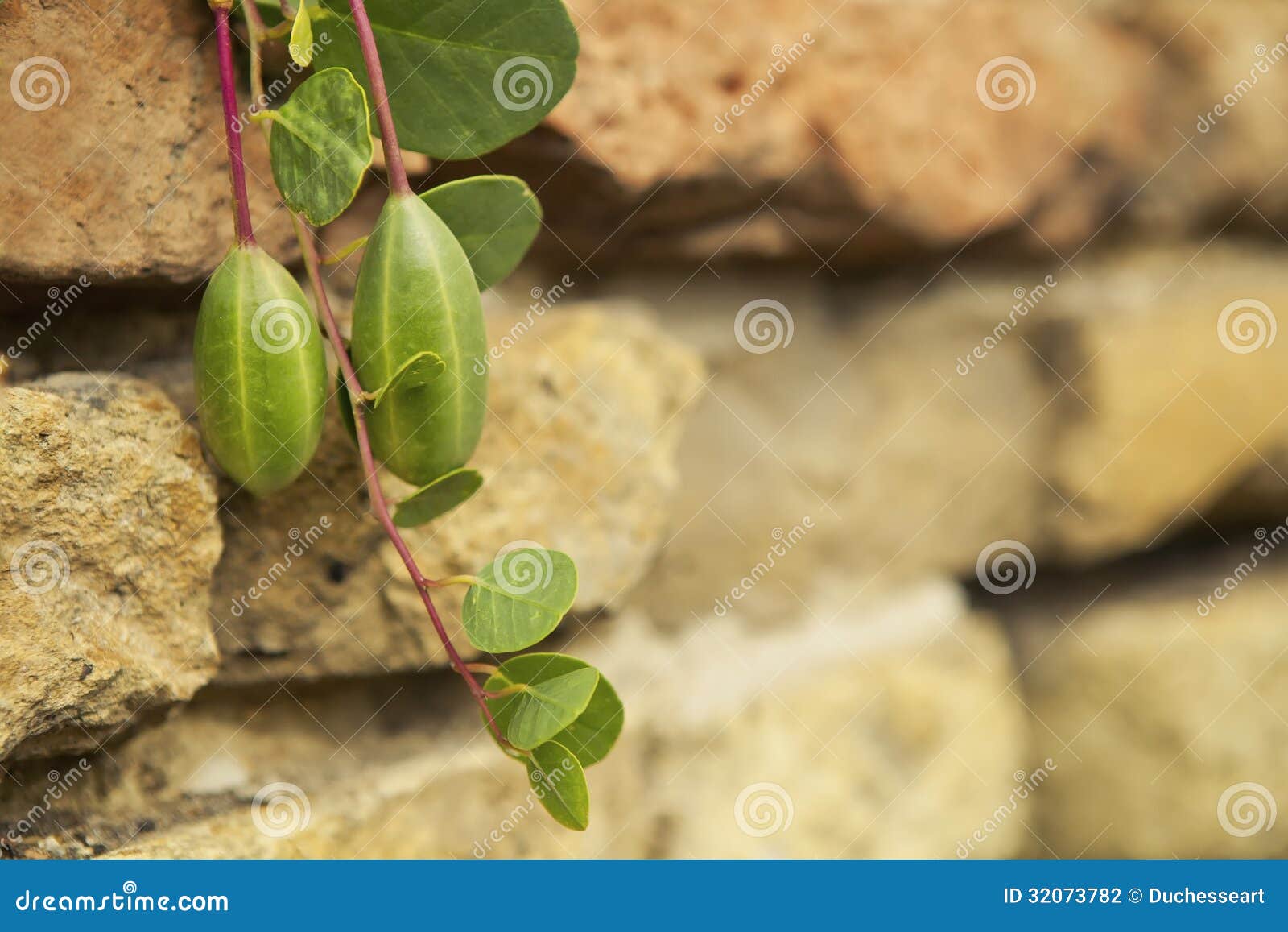 Branch of capers stock photo. Image of macro, ingredient - 32073782