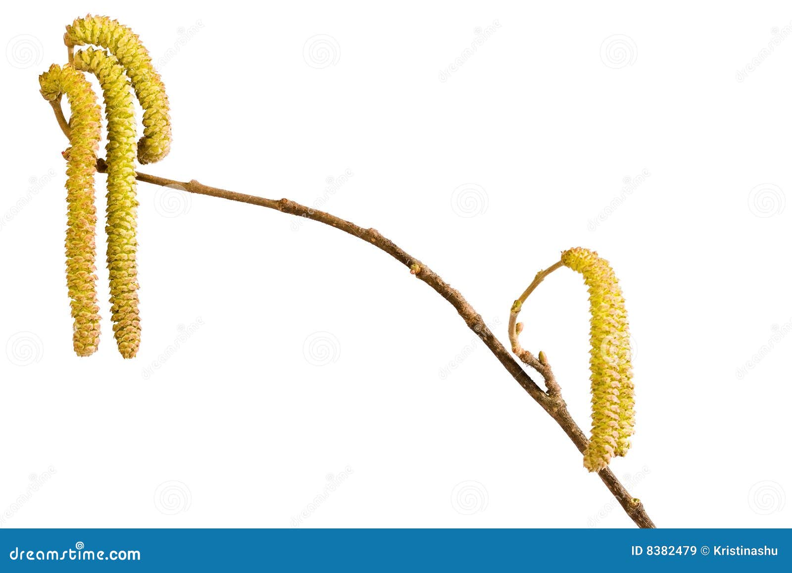 Branch with catkins stock image. Image of pollen, isolated - 8382479