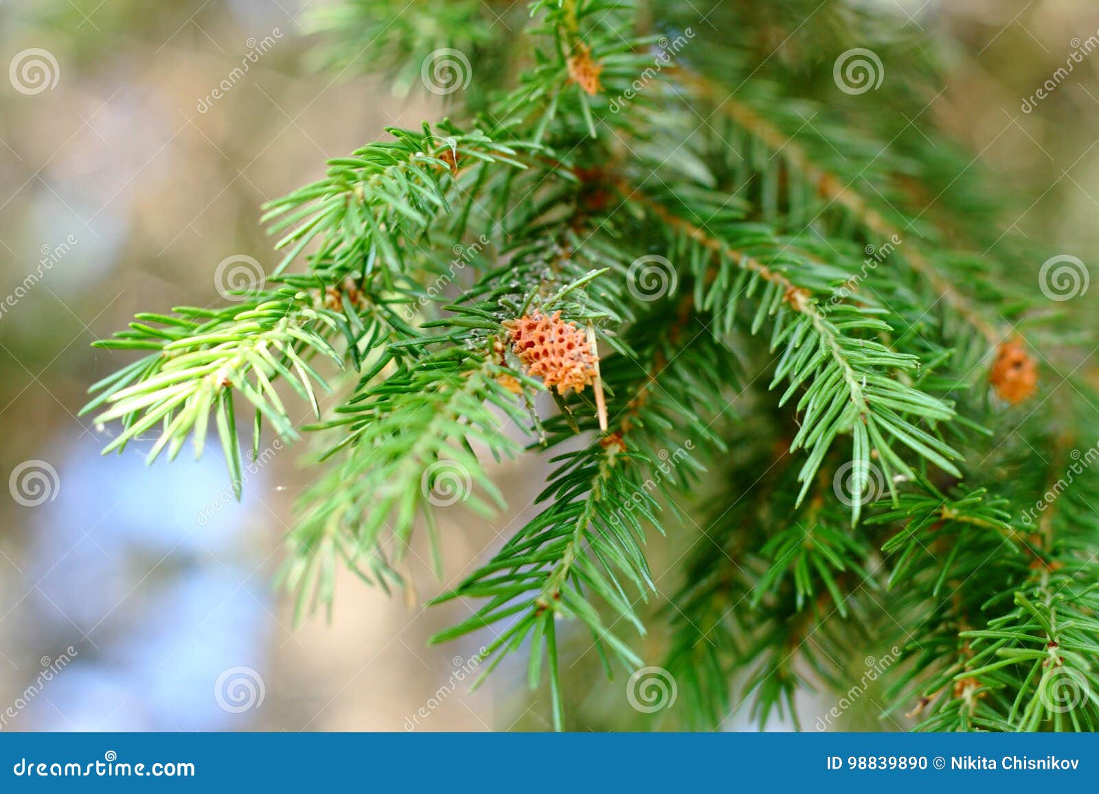 A Branch of Cedar with Cones Stock Photo - Image of beauty, gift: 98839890