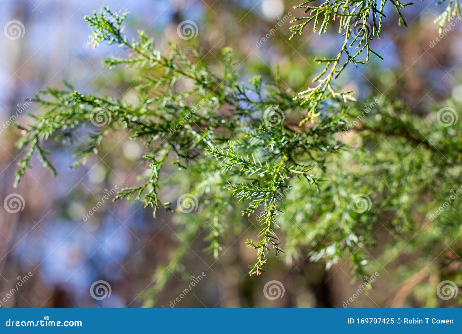 Branch of a Cedar Tree in the Forest Stock Image - Image of evergreen ...