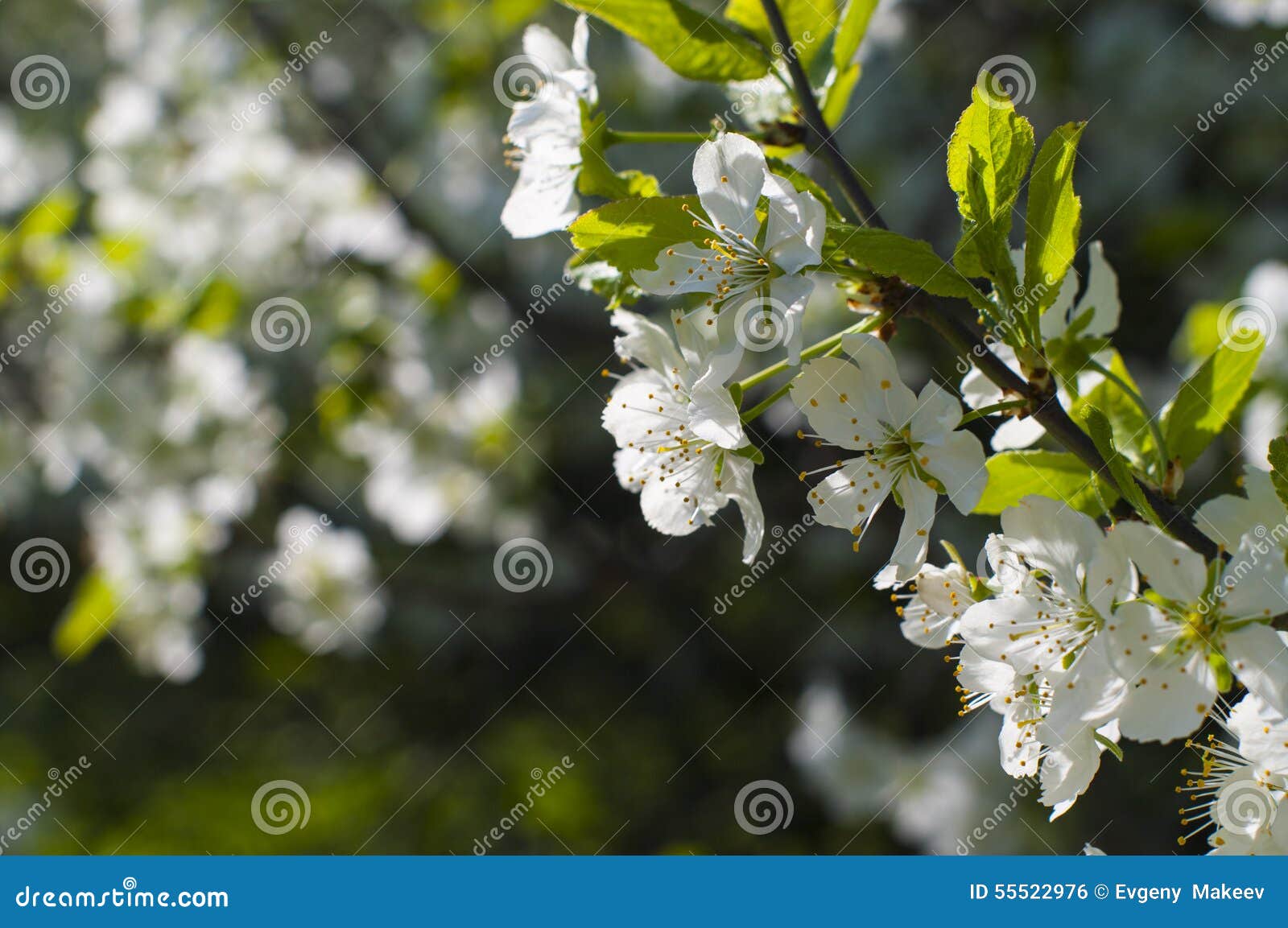 A Branch of Cherry Blossoms Close-up Stock Photo - Image of blooming ...