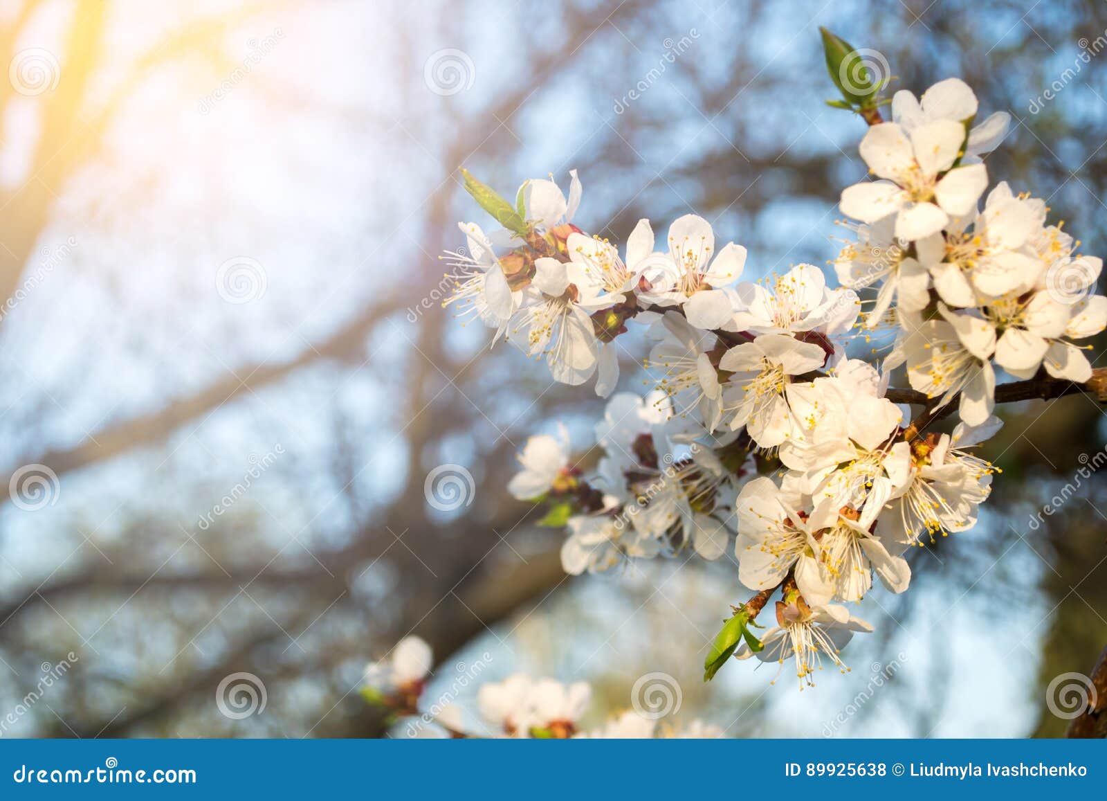 A Branch of Cherry Blossoms. Spring Young Flowers Stock Photo - Image ...
