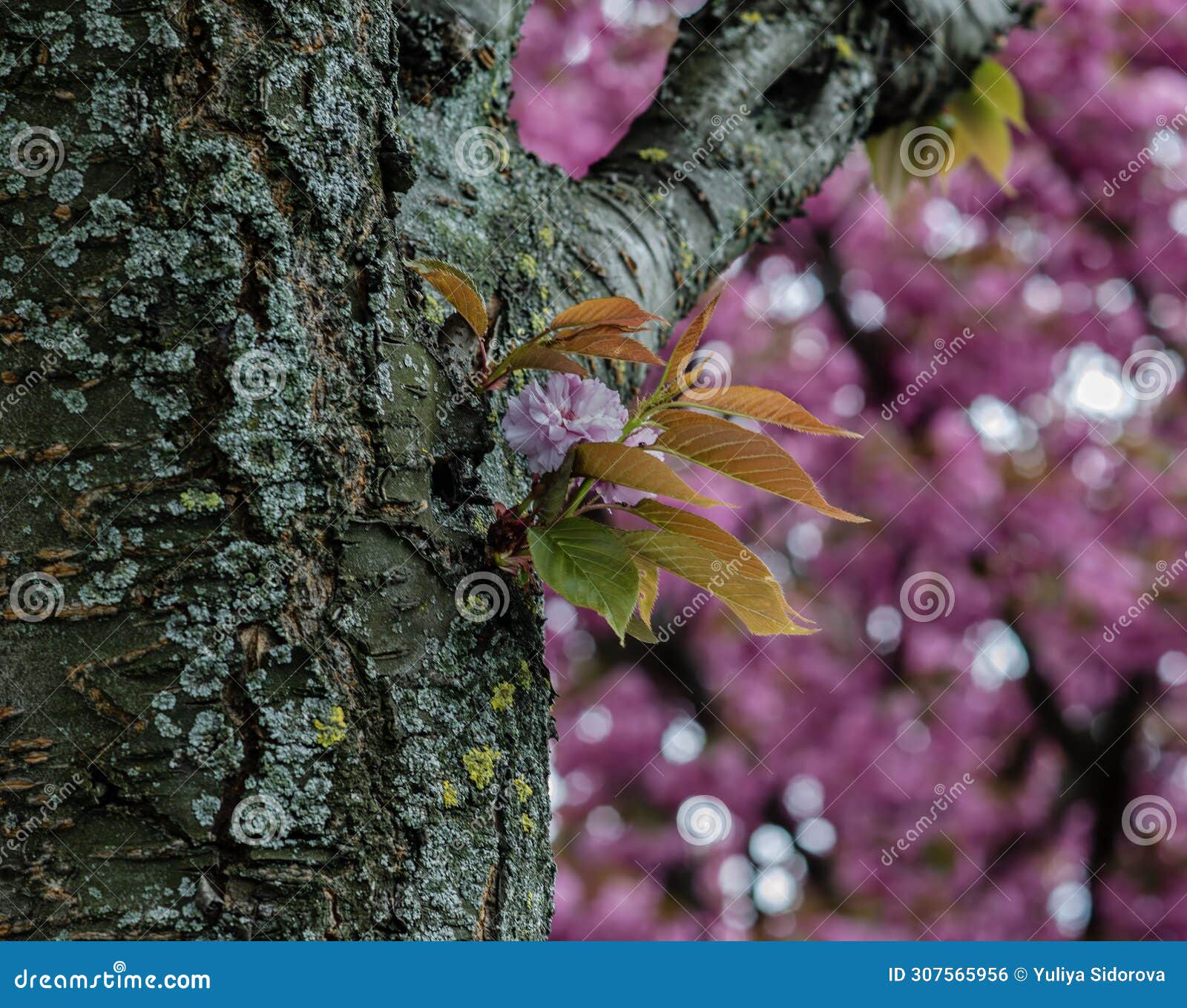 Branch of Cherry Blossoms Stunning Breath of Spring Stock Photo - Image ...