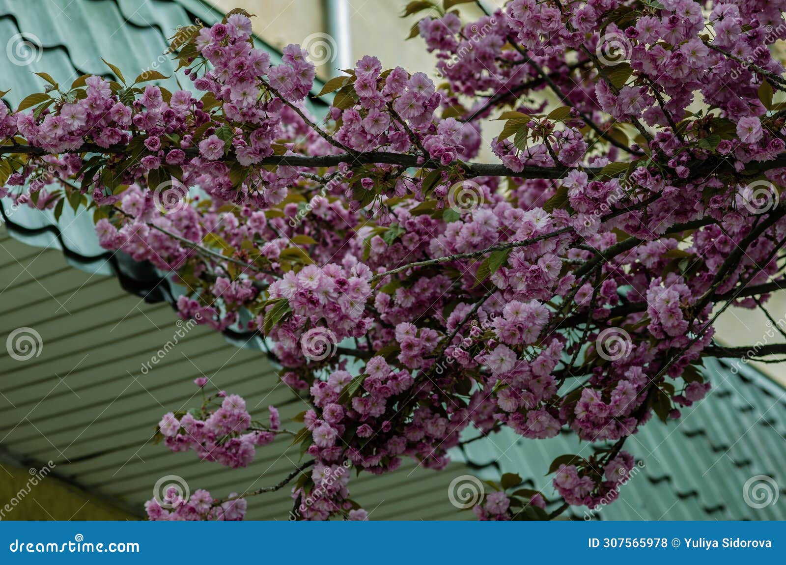 Branch of Cherry Blossoms Stunning Breath of Spring Stock Photo - Image ...