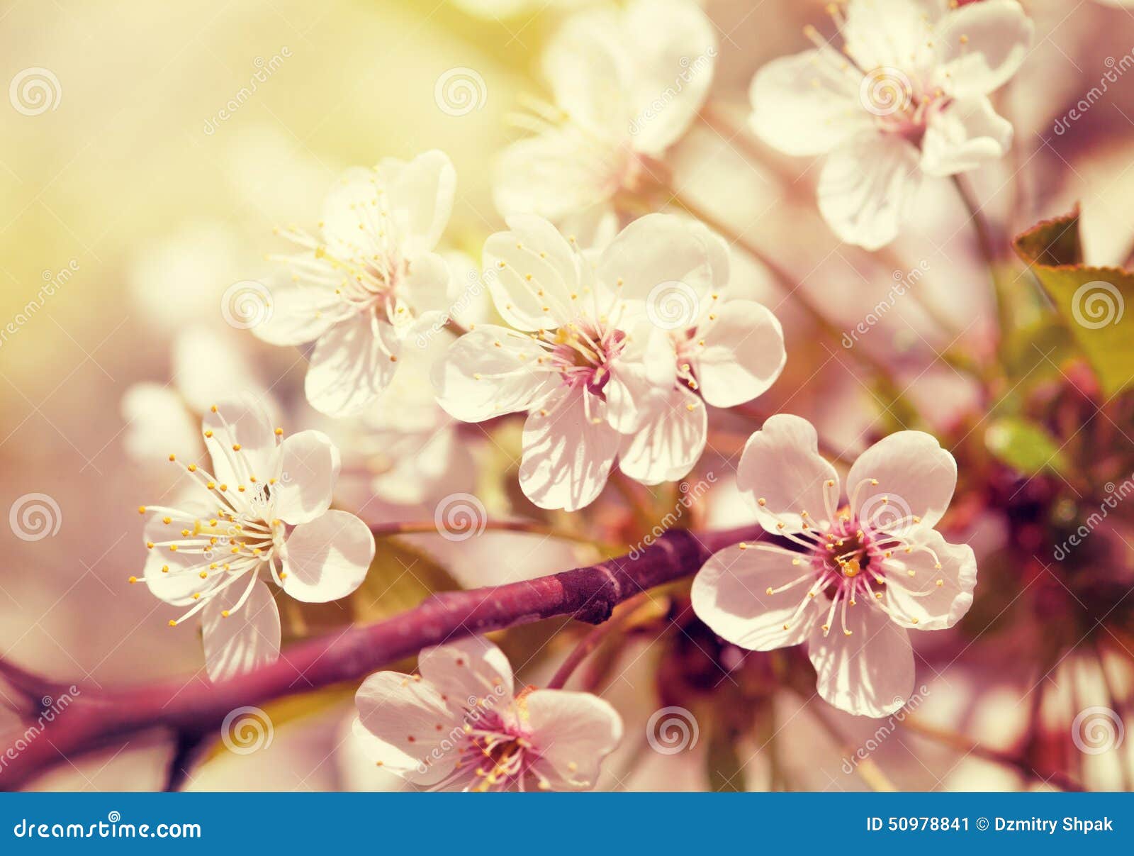 A Branch of the Cherry Blossoms. Vintage Retro Hipster Style Version ...