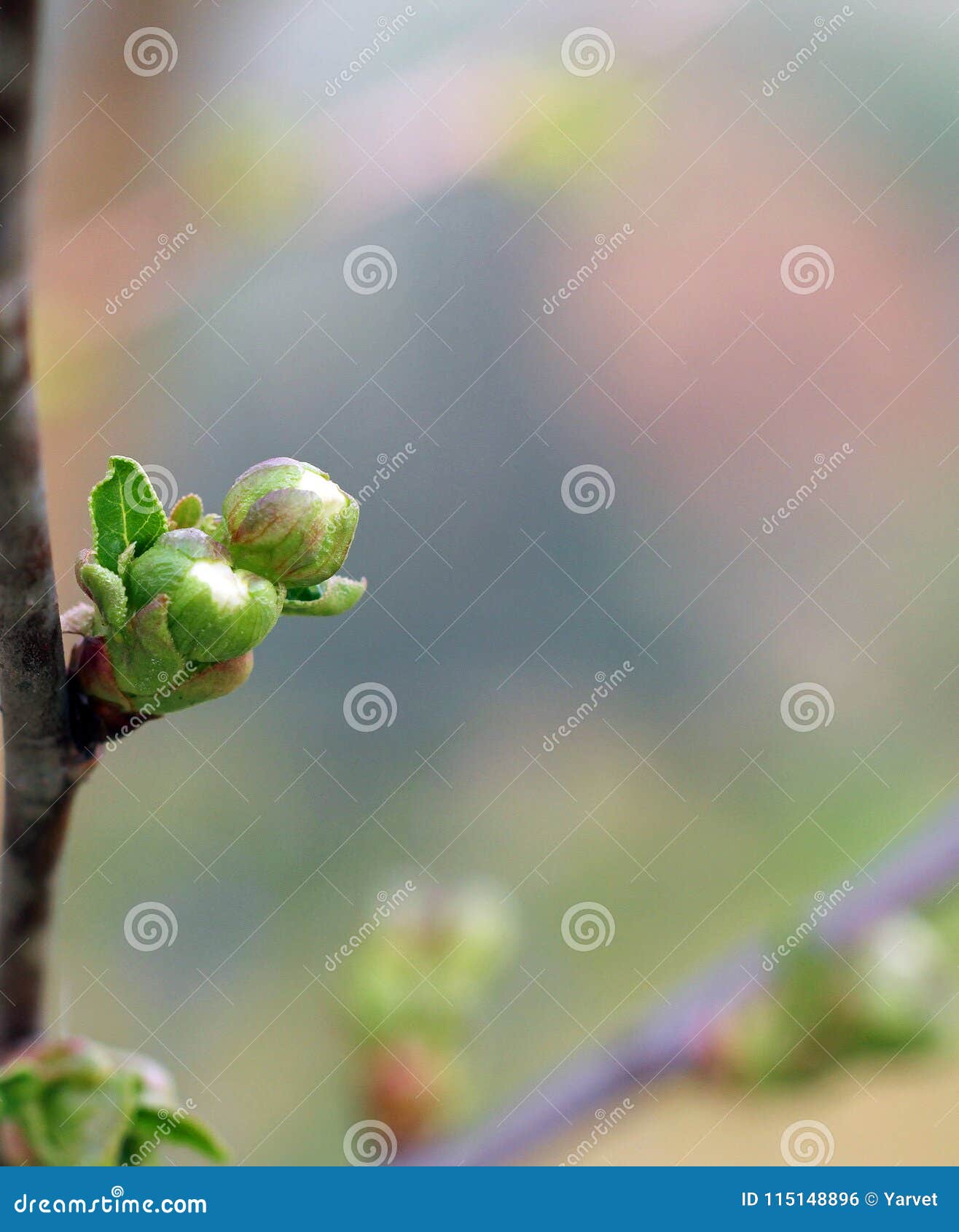 A Branch of Cherry Buds Macro Stock Photo - Image of bloom, plant ...
