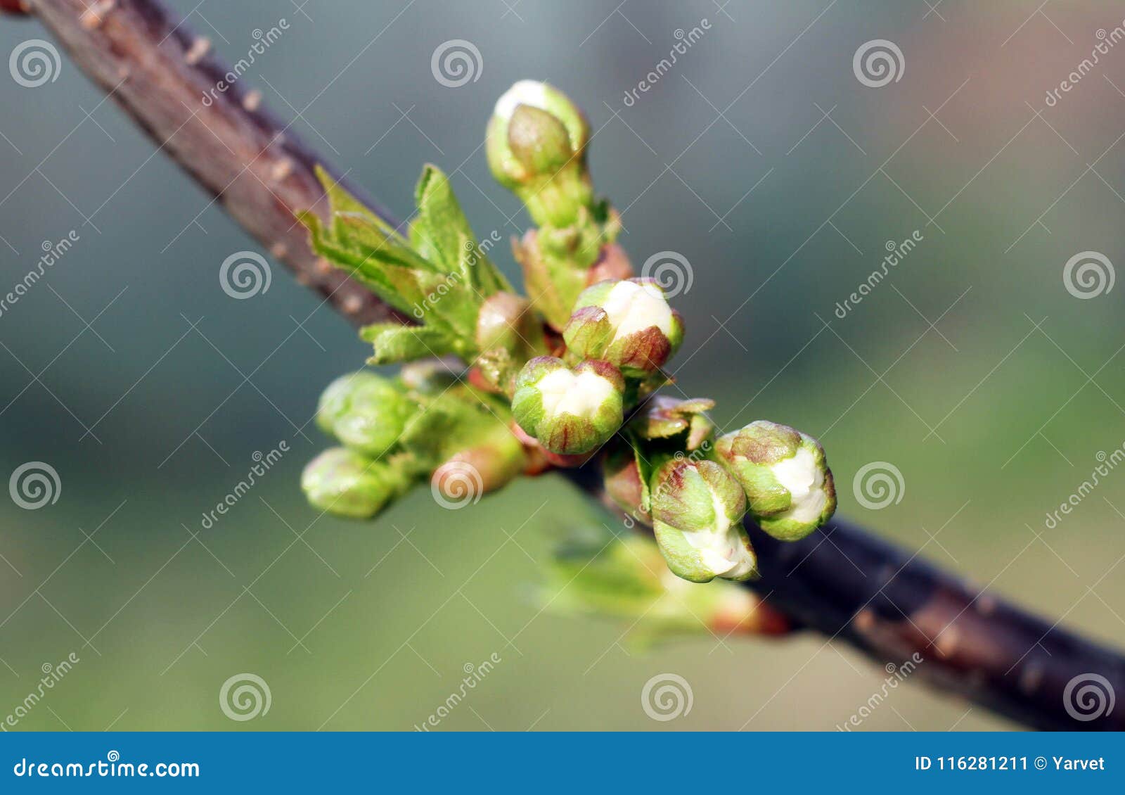 The Branch of Cherry Buds Macro Stock Image - Image of plant, bloom ...