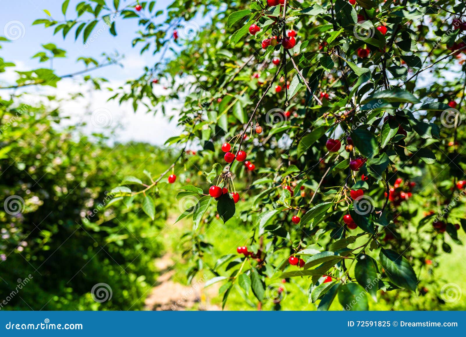 Branch of Cherry Tree in Field on a Summer Day Stock Image - Image of ...