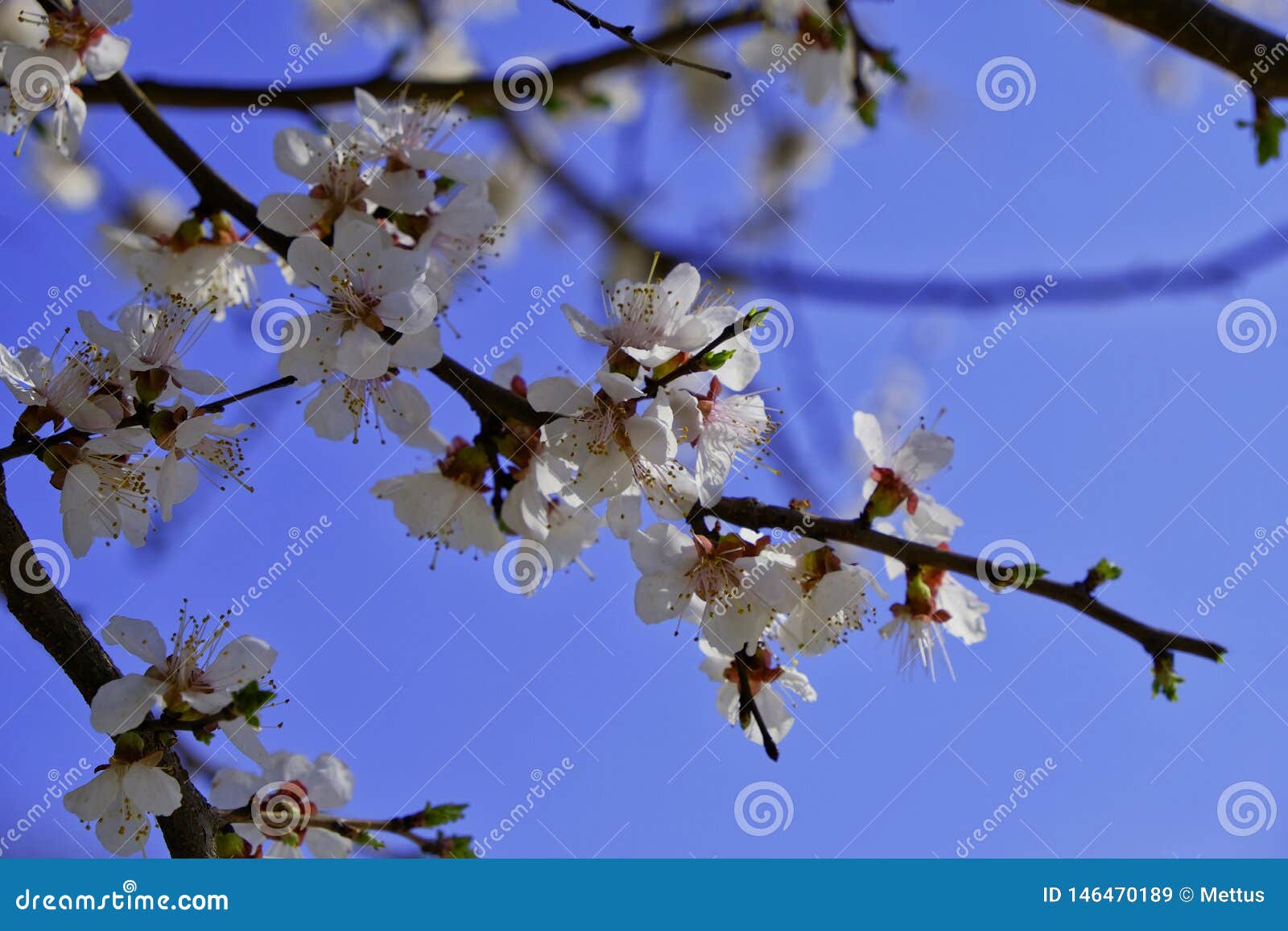 Branch of Cherry Tree with Flowers Stock Image - Image of peaceful ...