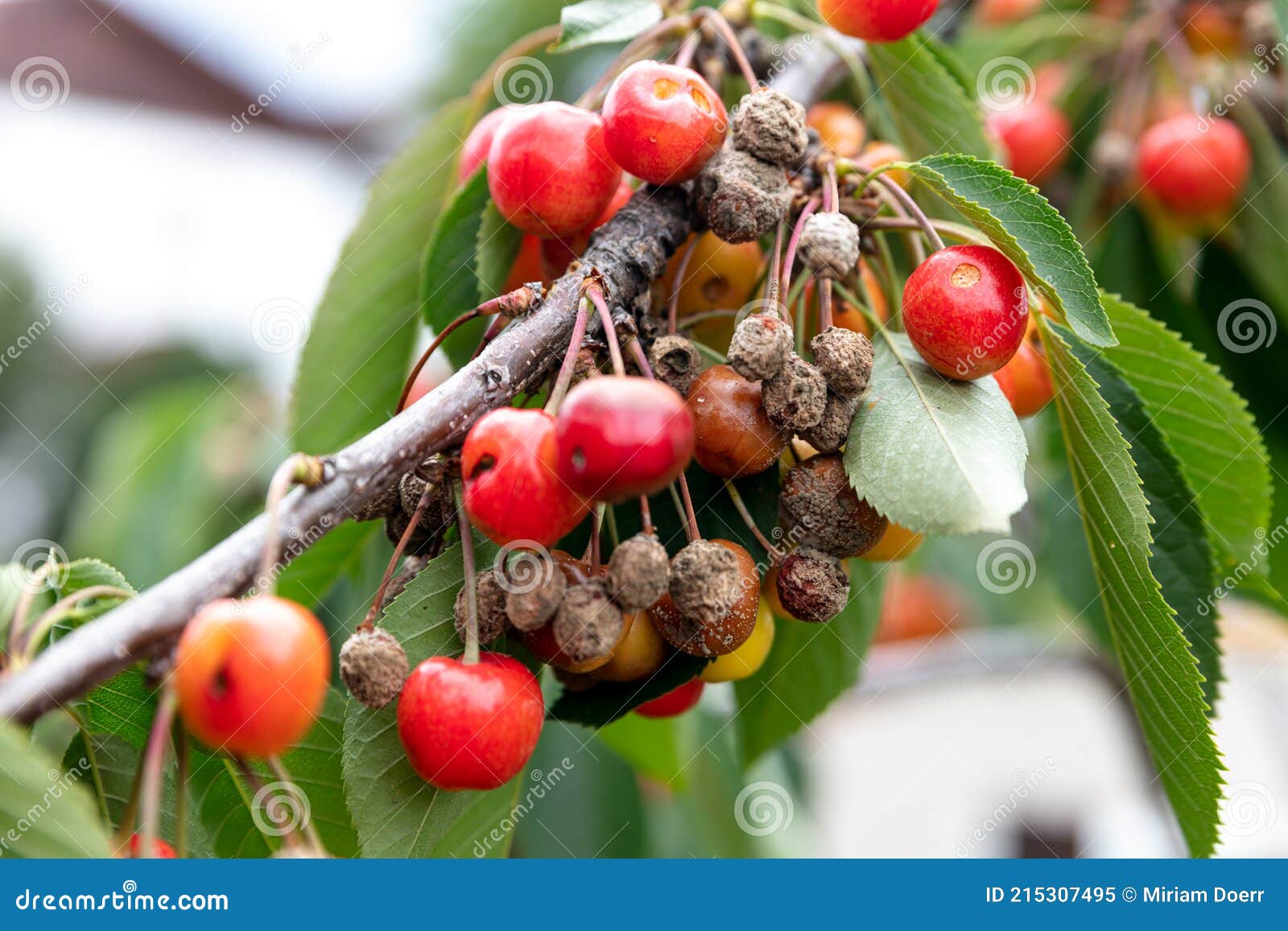 Branch of a Cherry Tree with Ugly, Rotten and Infected Cherries ...