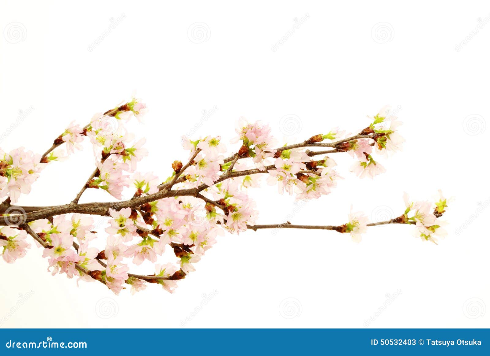 Branch of Cherry Tree in a White Background Stock Image - Image of ...