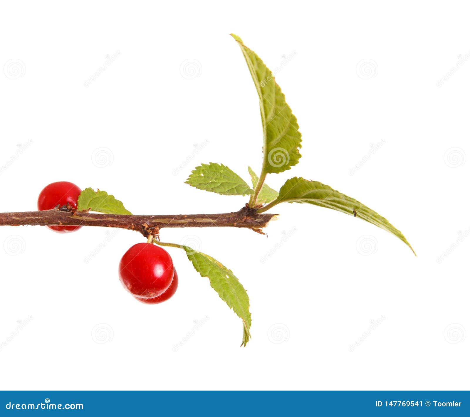 A Branch of Chinese Cherry. Isolated on White Stock Image - Image of ...