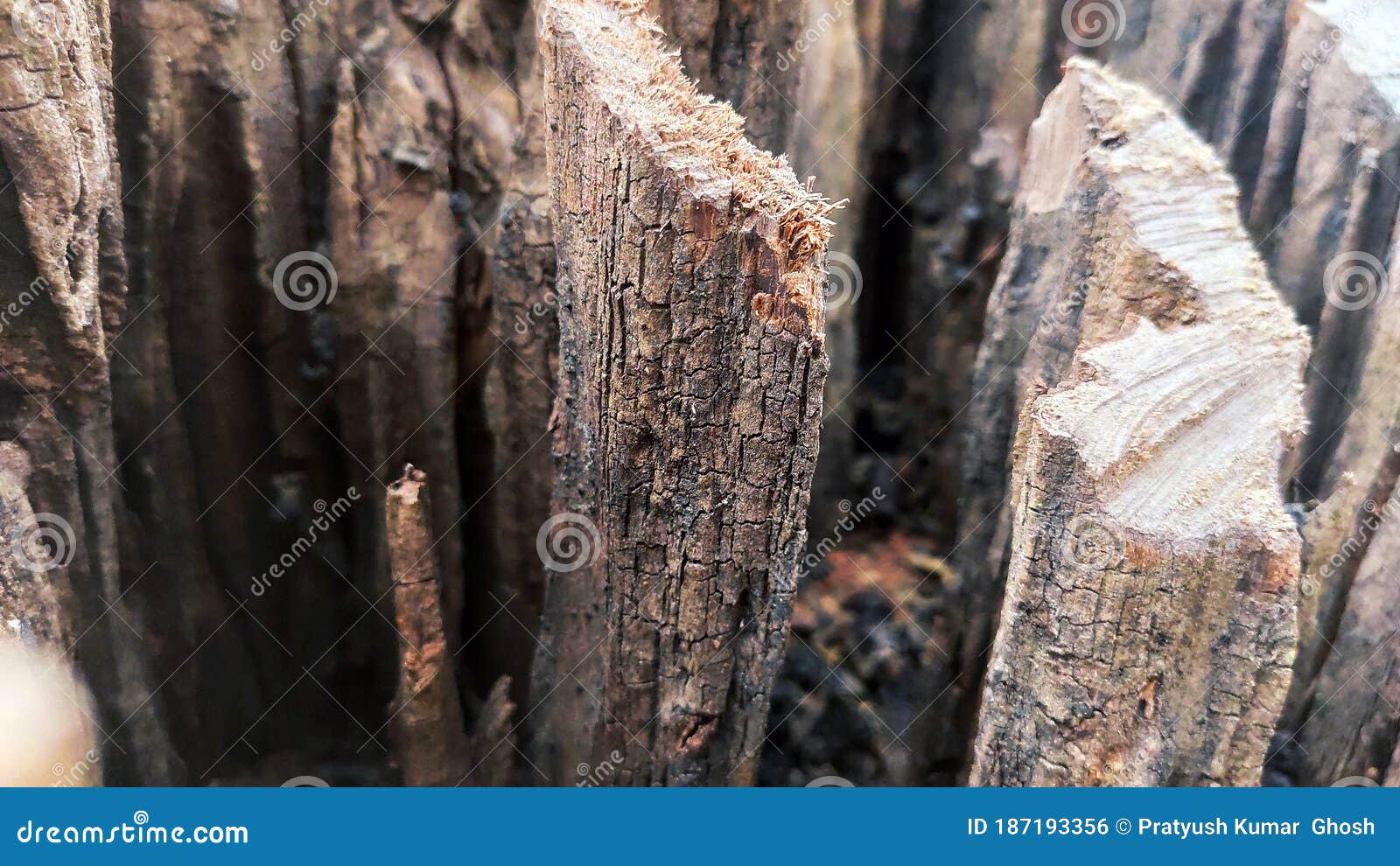 Branch of a Chopped Big Old Tree Stock Photo - Image of boot, quail ...