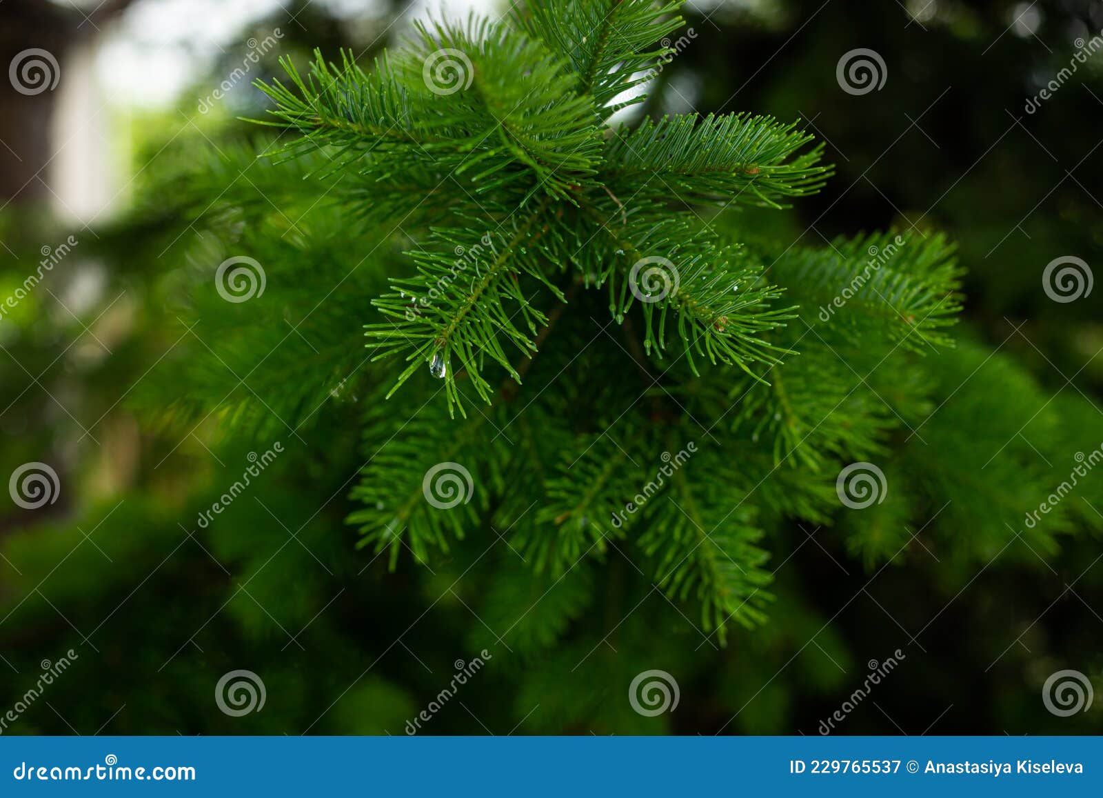 A Branch of a Christmas Tree in the Forest after a Fresh Summer Rain ...