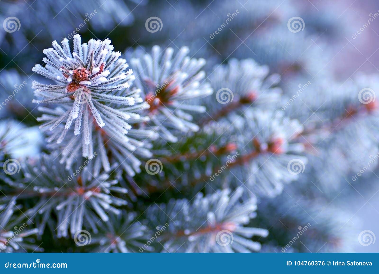 Branch of a Christmas Tree in the Snow Close-up Stock Photo - Image of ...
