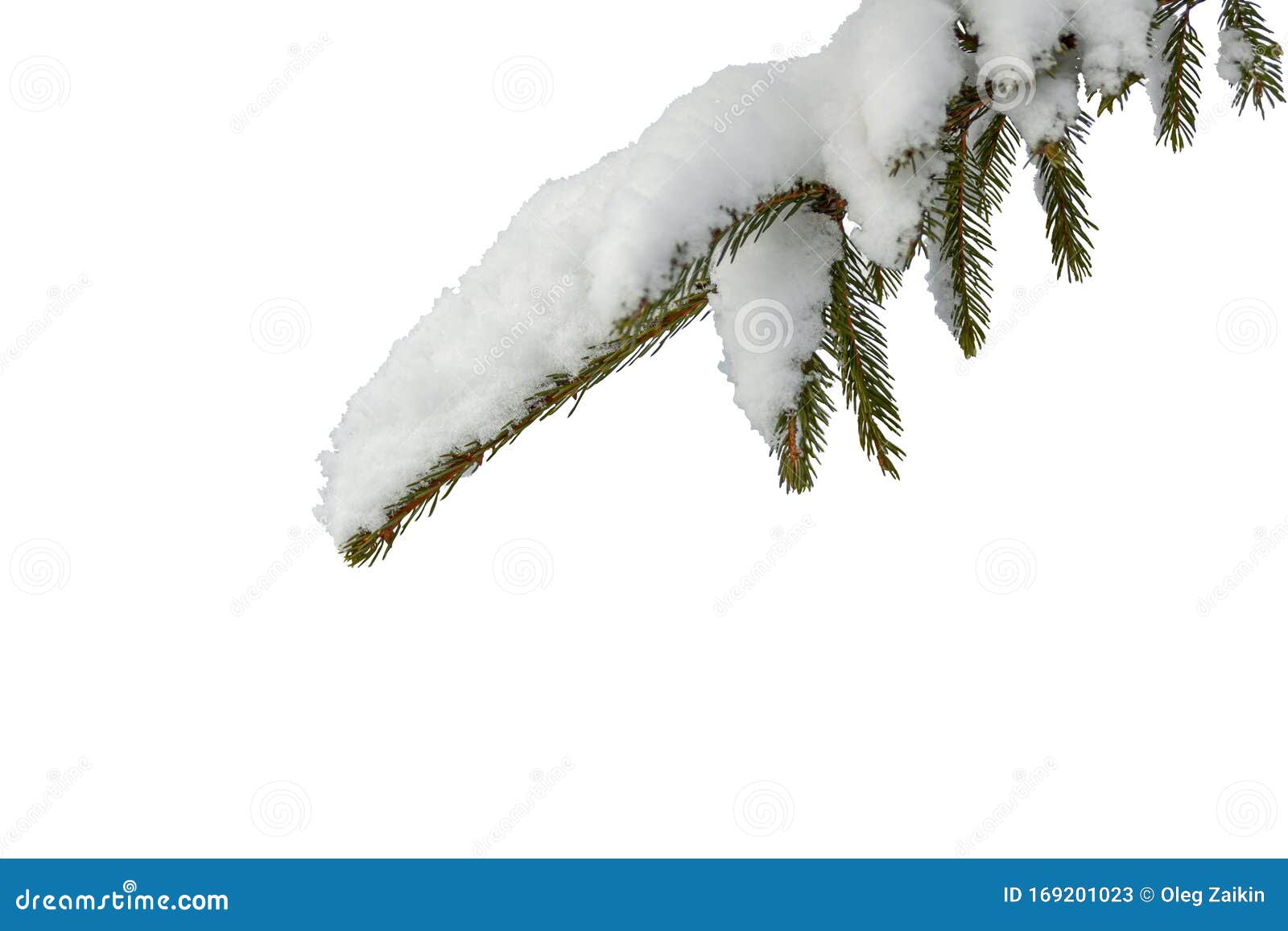 The Branch of the Christmas Tree with Snow on a White Background ...