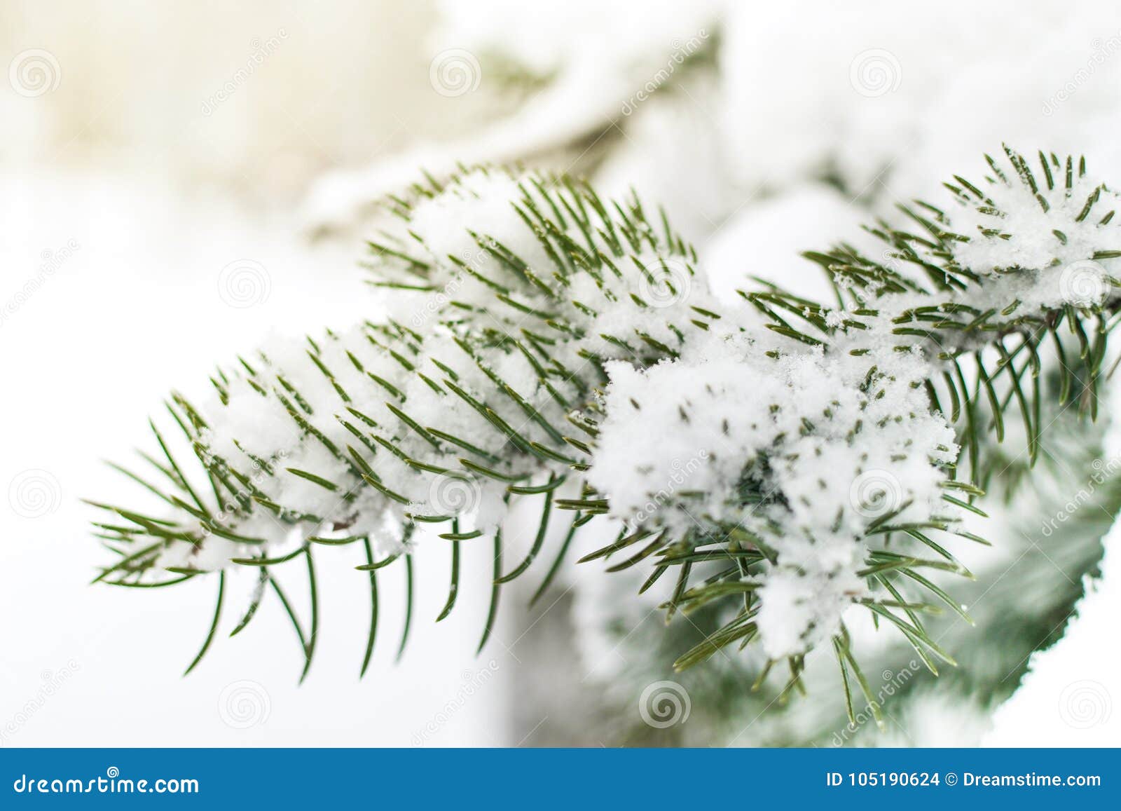A Branch of a Christmas Tree Under the Snow. Snowfall Stock Photo ...