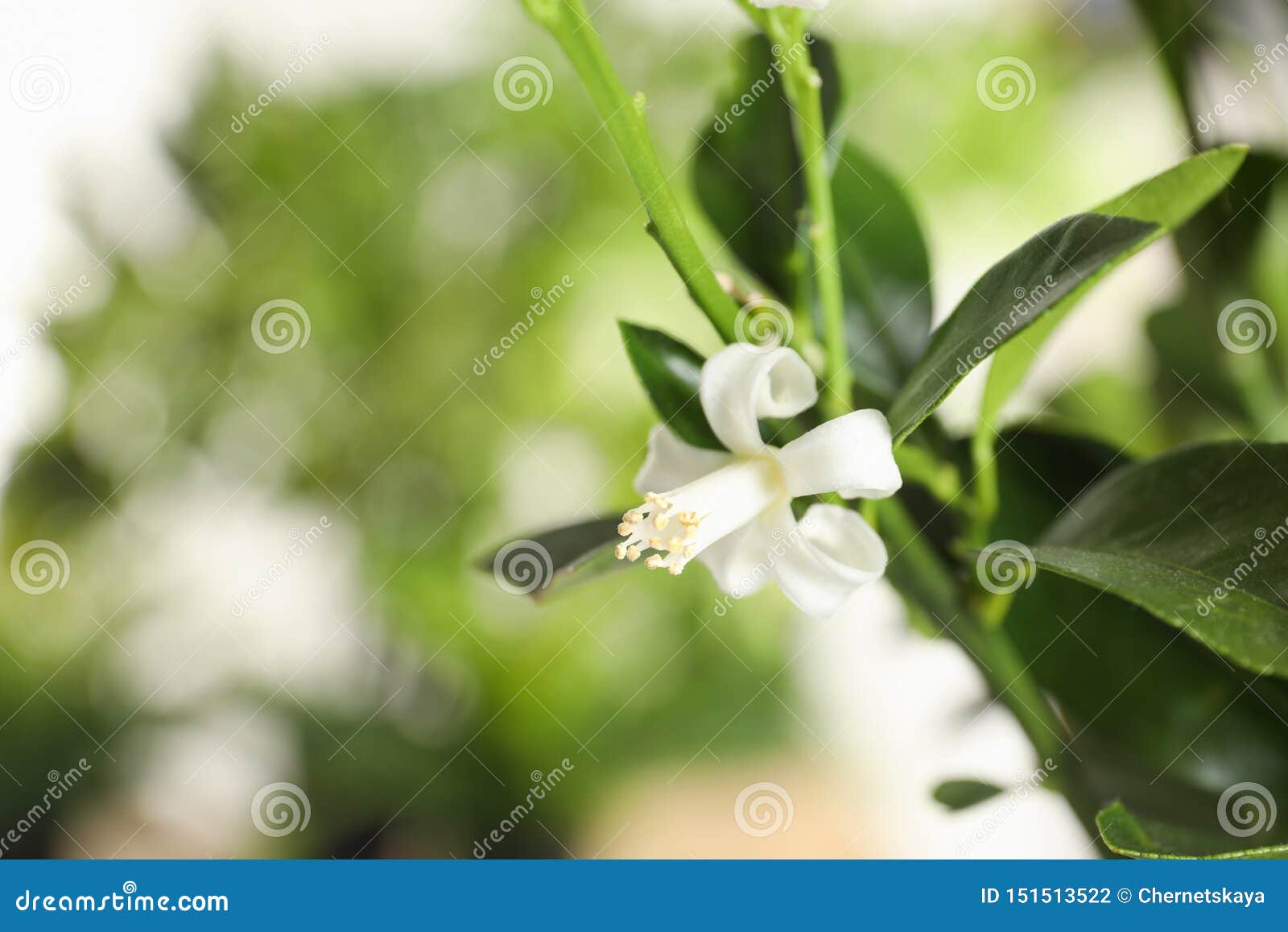 Branch of Citrus Tree with Flower on Blurred Background Stock Photo ...