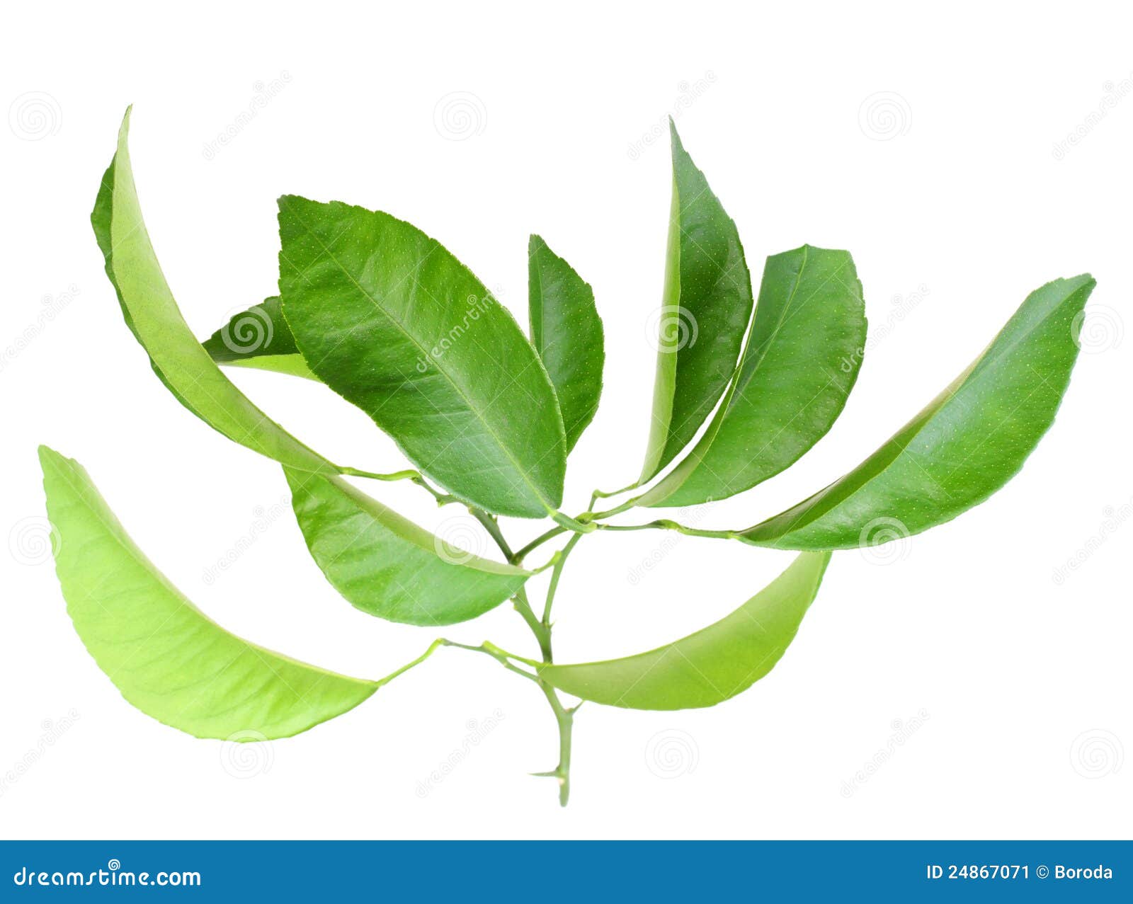 Branch of Citrus-tree with Green Leaf Stock Image - Image of idyllic ...