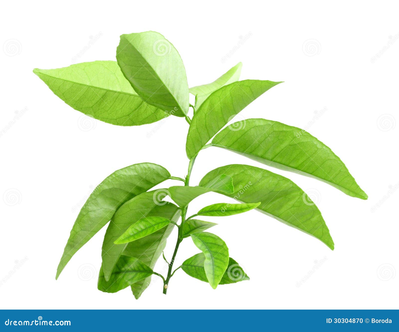 Branch of Citrus-tree with Green Leaf Stock Photo - Image of limon ...