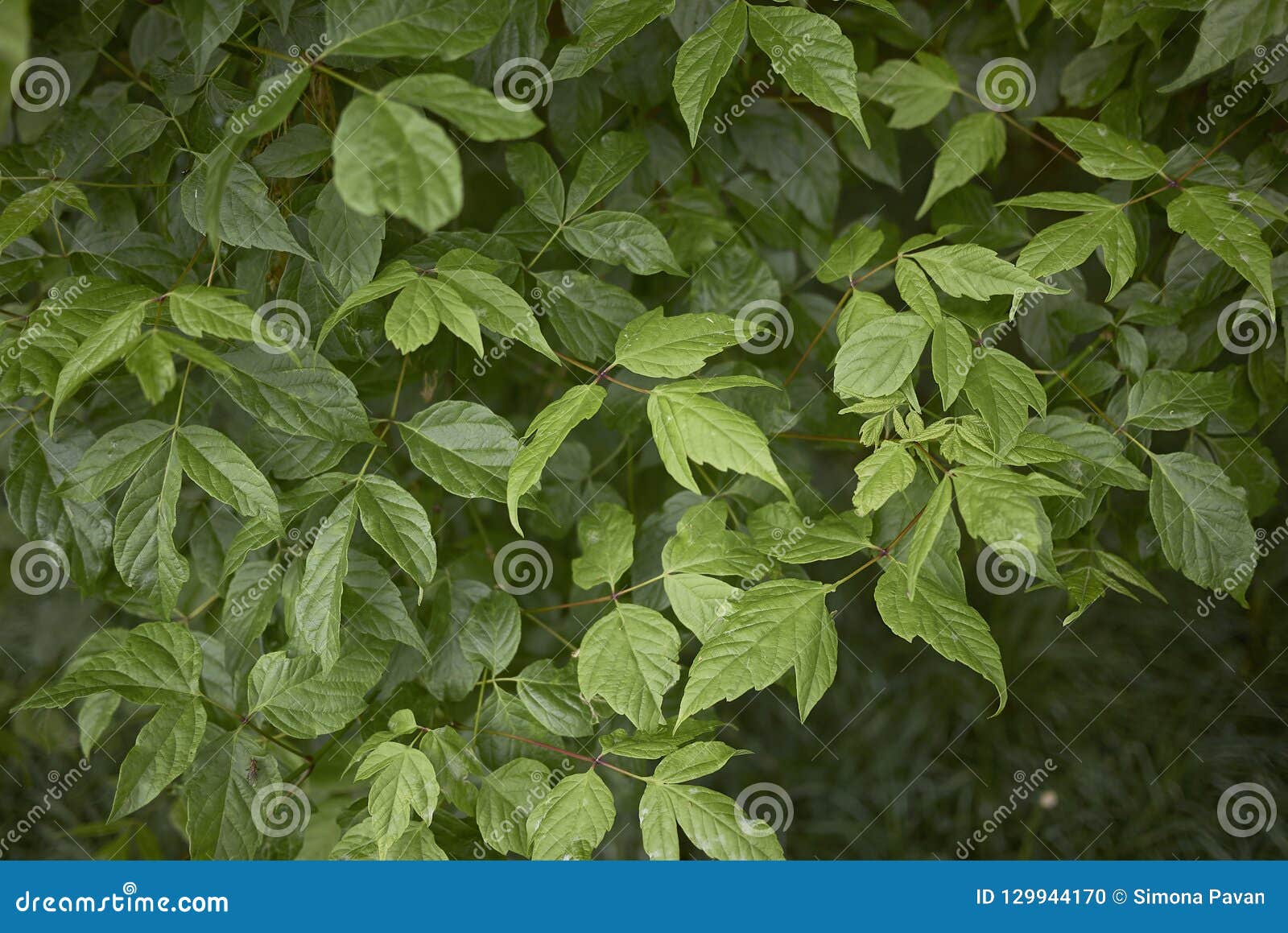 Acer Negundo, Box Elder, Boxelder, Ash-leaved And Maple Ash, Manitoba ...