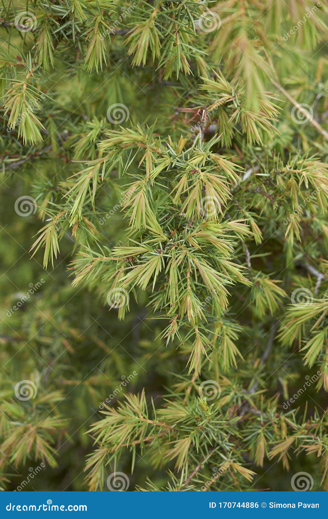 Juniperus communis shrub stock photo. Image of botany - 170744886