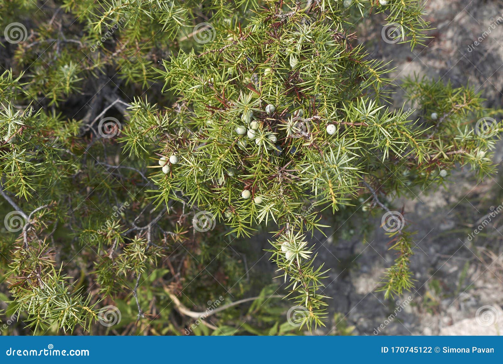 Juniperus communis shrub stock photo. Image of close - 170745122