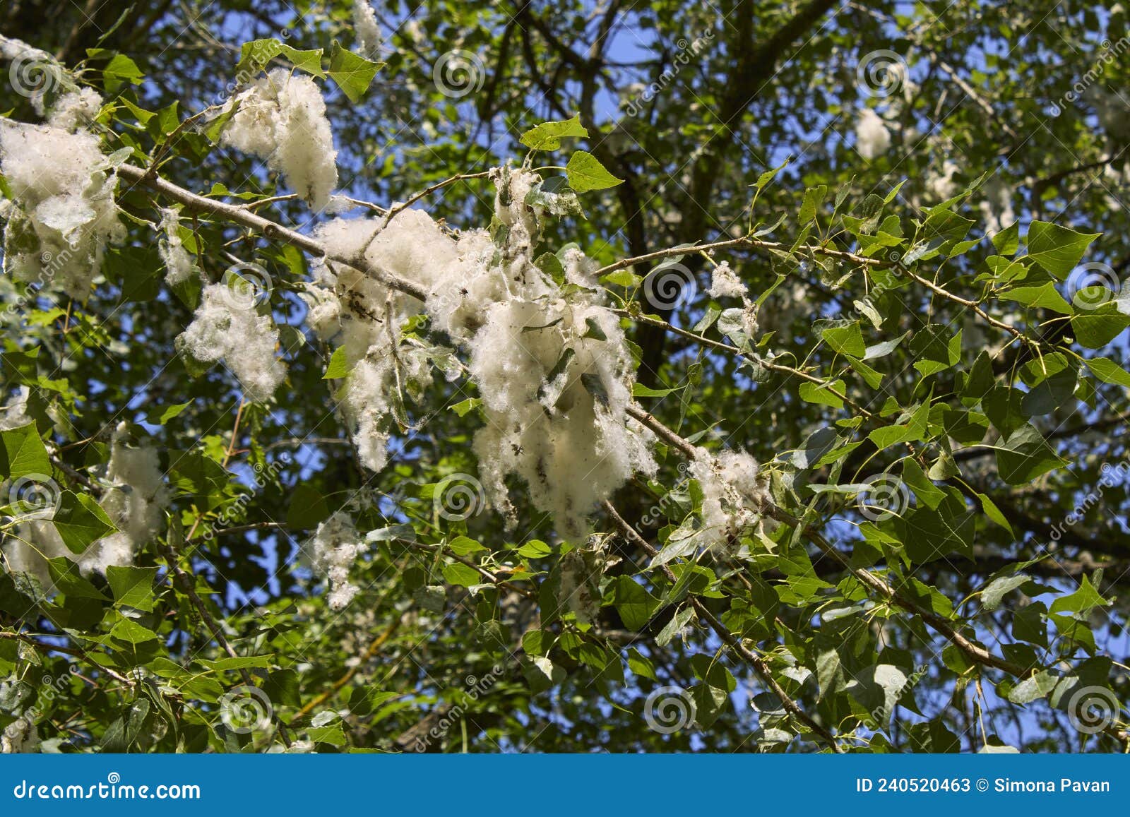 Populus nigra tree stock image. Image of branch, seed - 240520463