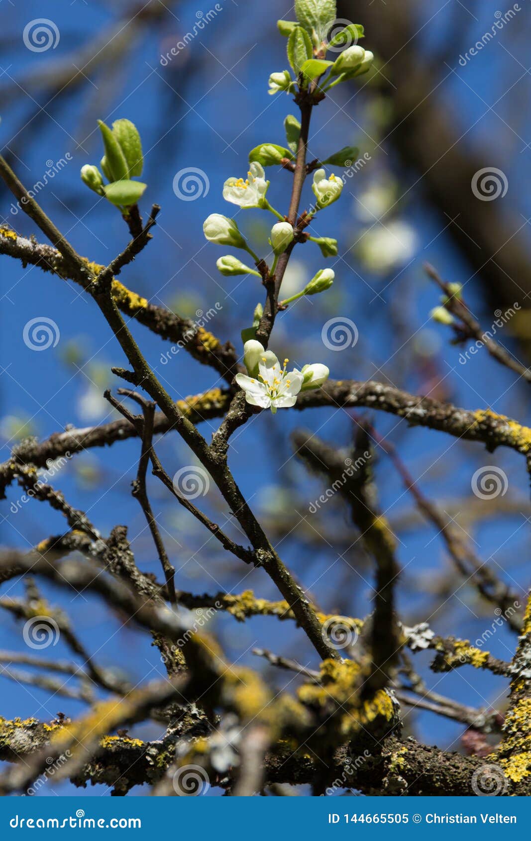 Branch of Closed and Opened Cherry Blossoms with Background Trees Bokeh ...