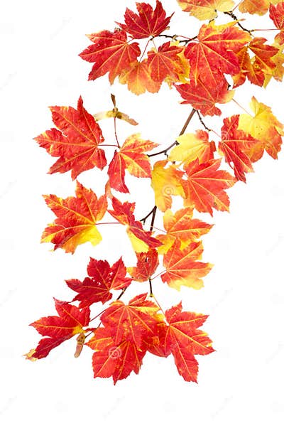 Branch of Colorful Fall Leaves Stock Photo - Image of green, branch ...