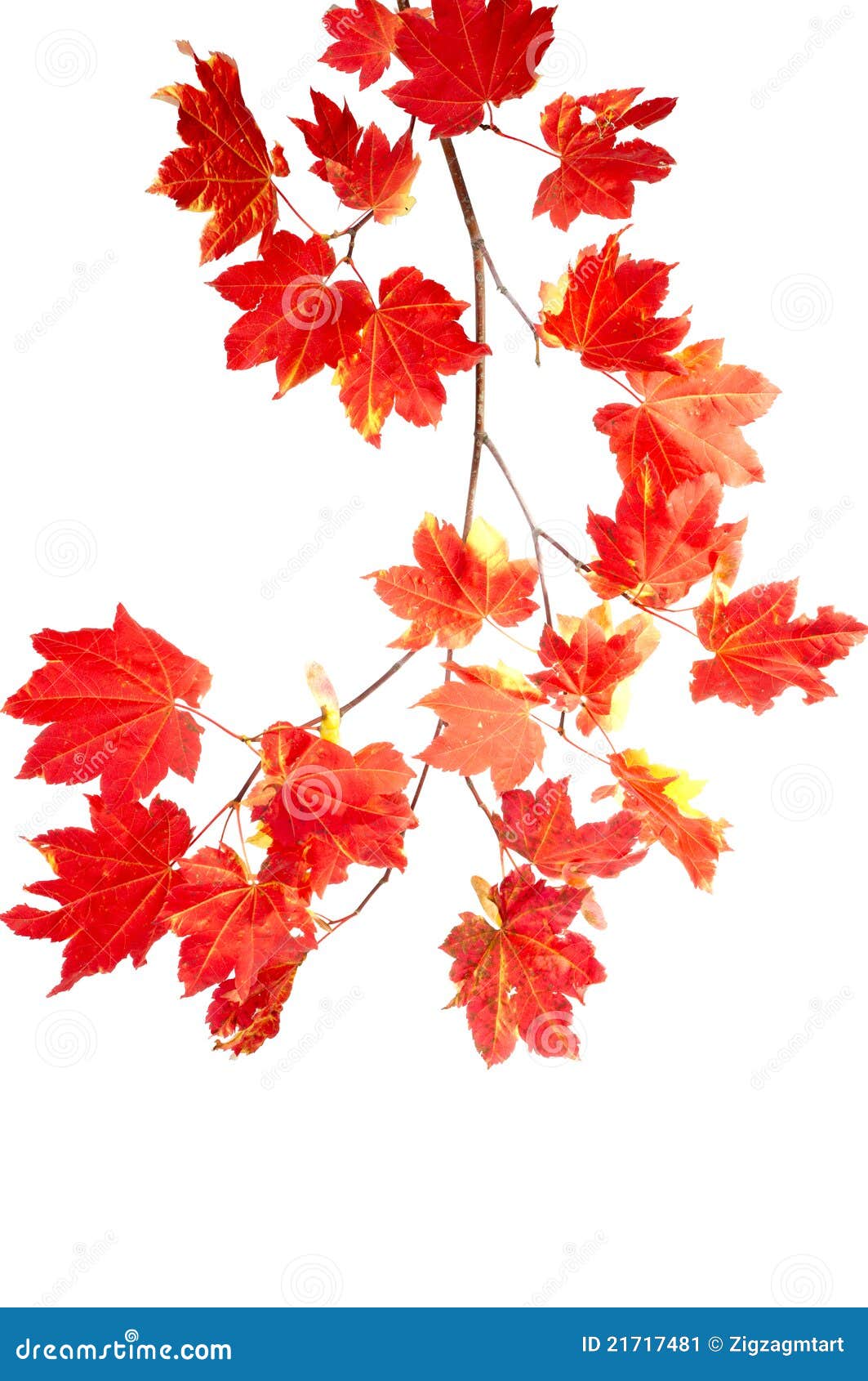 Branch of Colorful Red Fall Leaves Stock Image - Image of stem, design ...