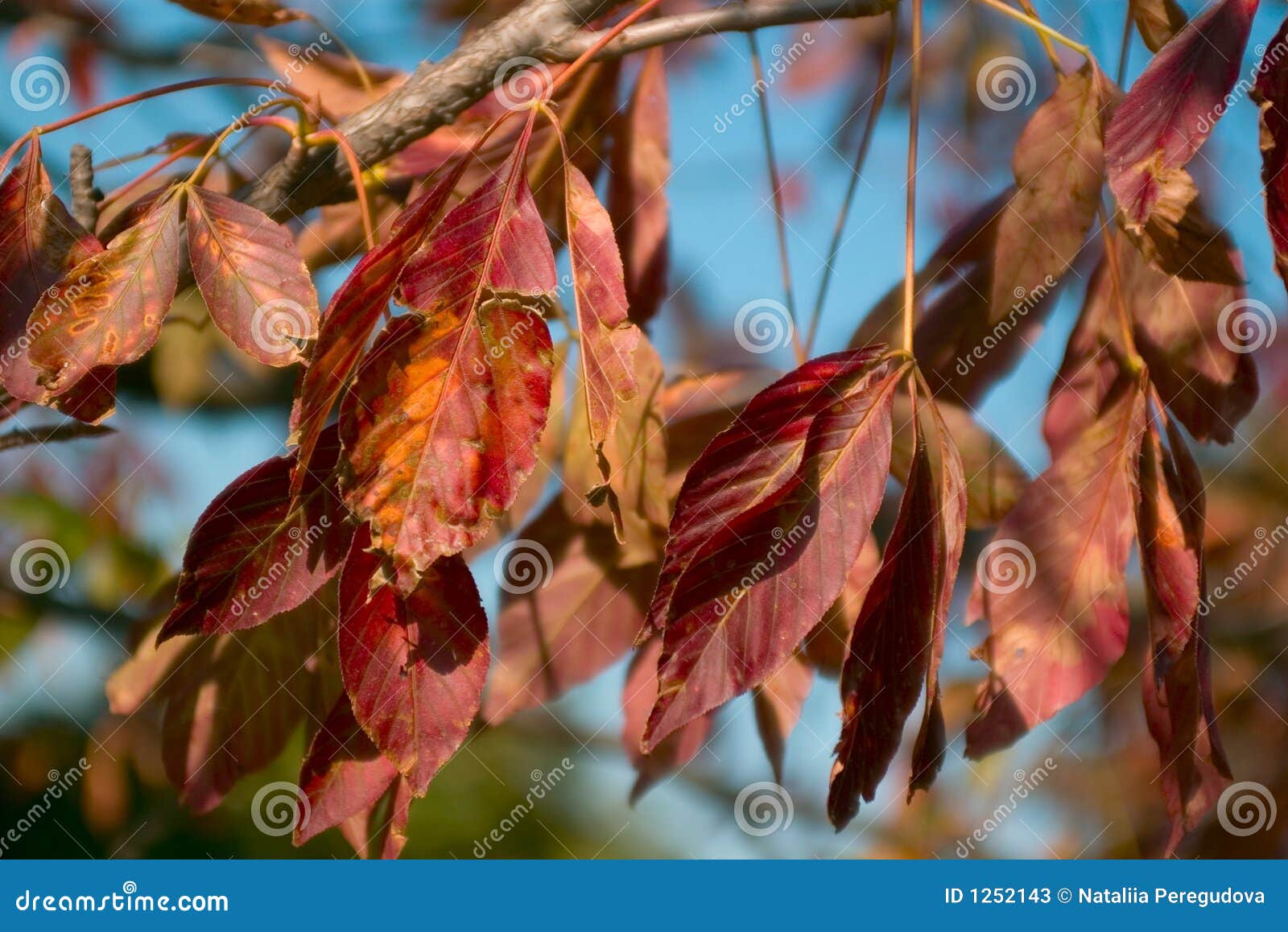 Branch of Colourful Autumn Leaves Stock Image - Image of ecology ...