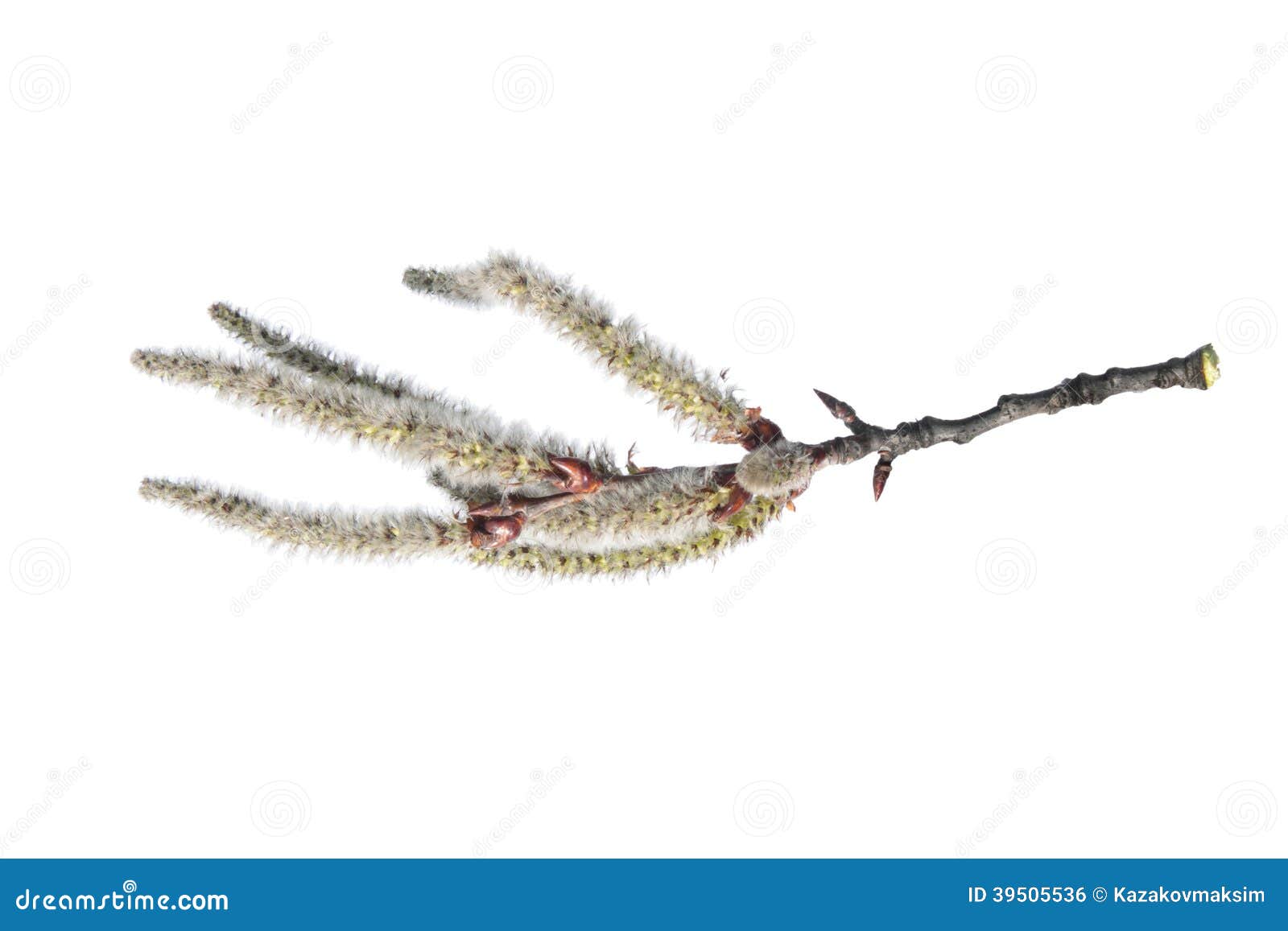 Branch of Common Aspen with Catkins Isolated on White Stock Photo ...