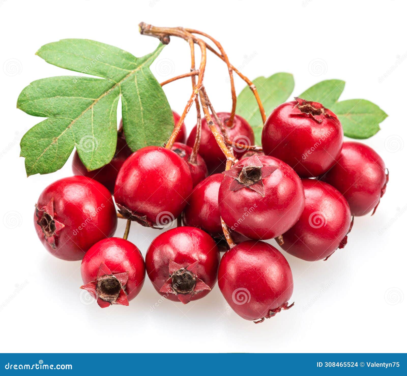 Branch of Common Hawthorn with Berries Isolated on White Background ...