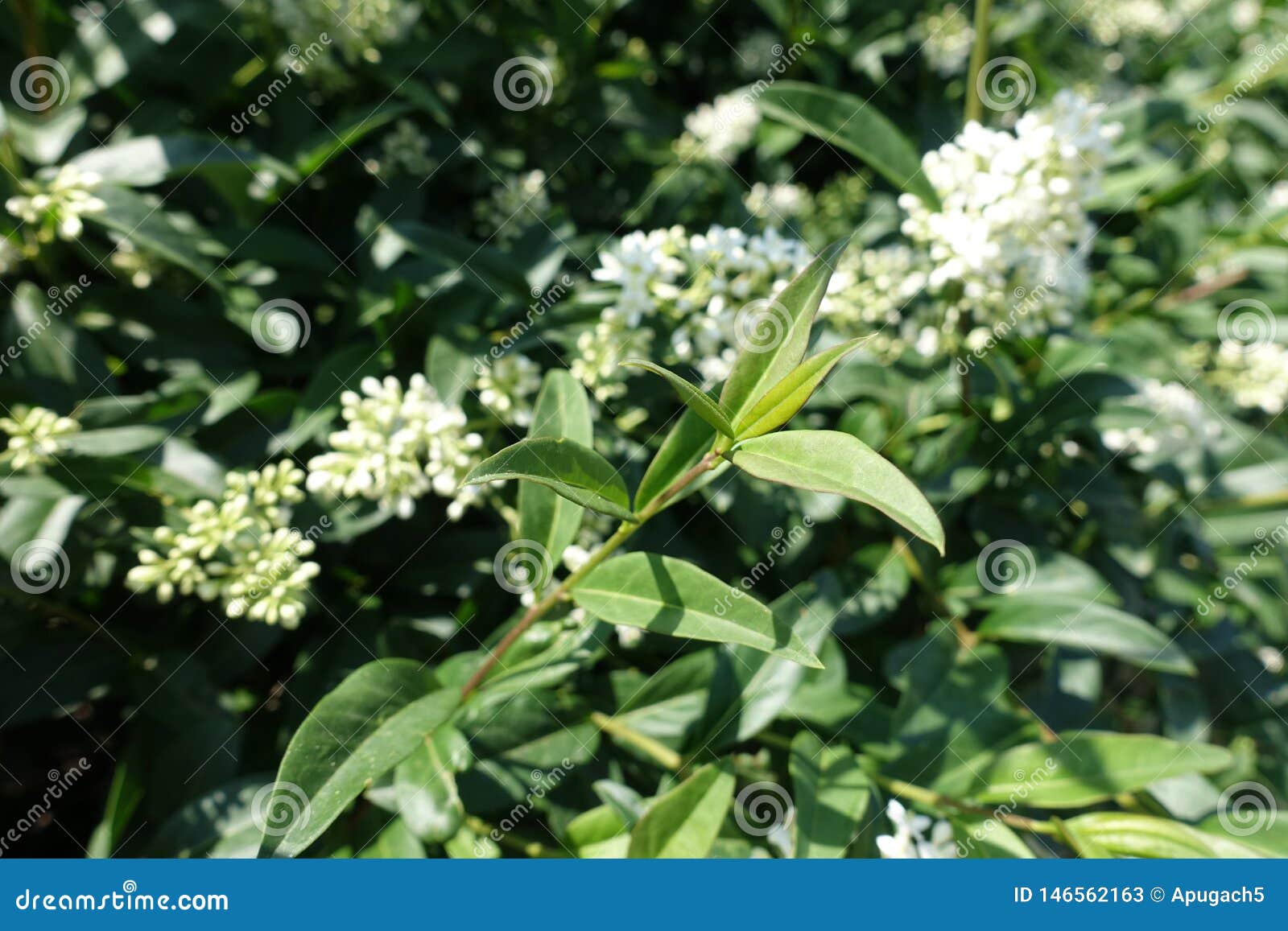 Branch of Common Privet in Late Summer Stock Image - Image of late ...