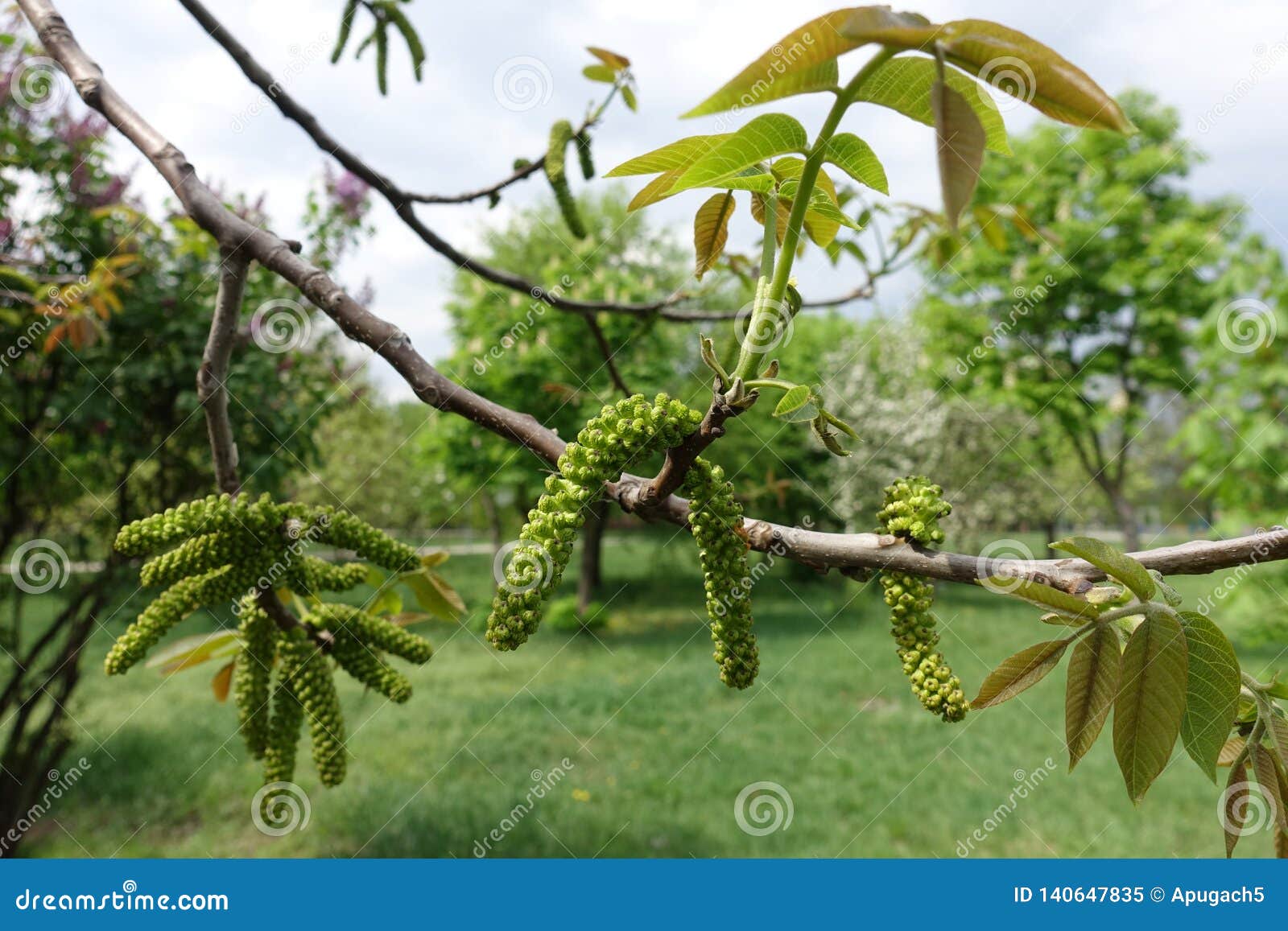 Branch of Walnut Tree with Fresh Leaves and Catkins in Spring Stock ...
