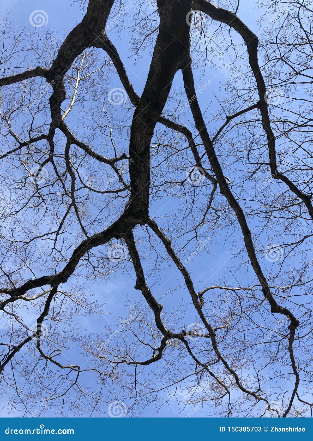 Tree stock image. Image of branch, shape, abstract, tree - 150385703